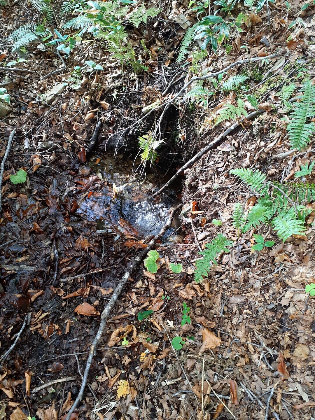 蓮華温泉HPに載ってるハイキングコース周回 / 味噌ラーメンオジヤさんの白馬岳・小蓮華山の活動データ | YAMAP / ヤマップ