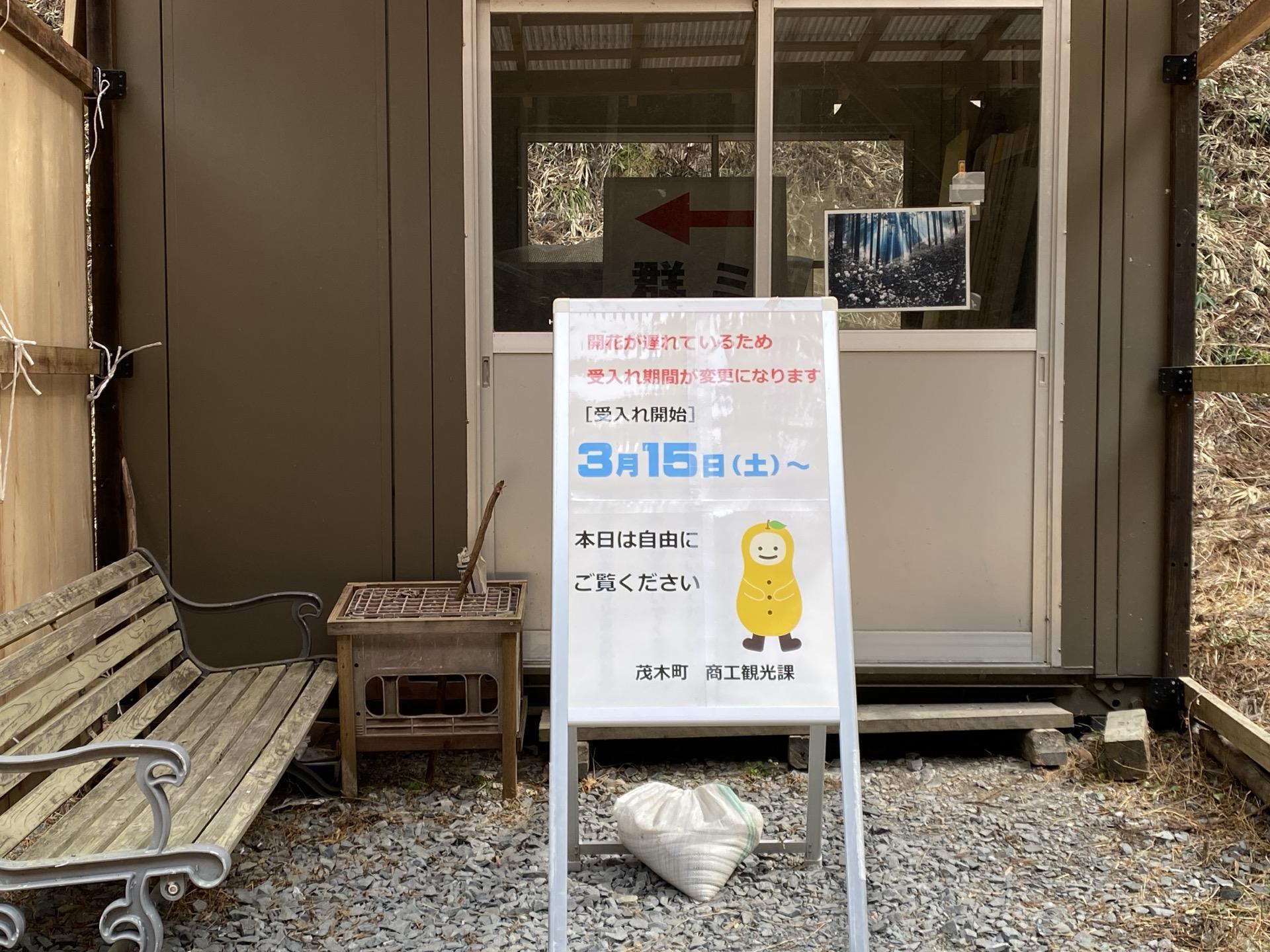 開花確認🌼鶏足山・焼森山 / mayuminさんの焼森山・鶏足山の活動日記 | YAMAP / ヤマップ