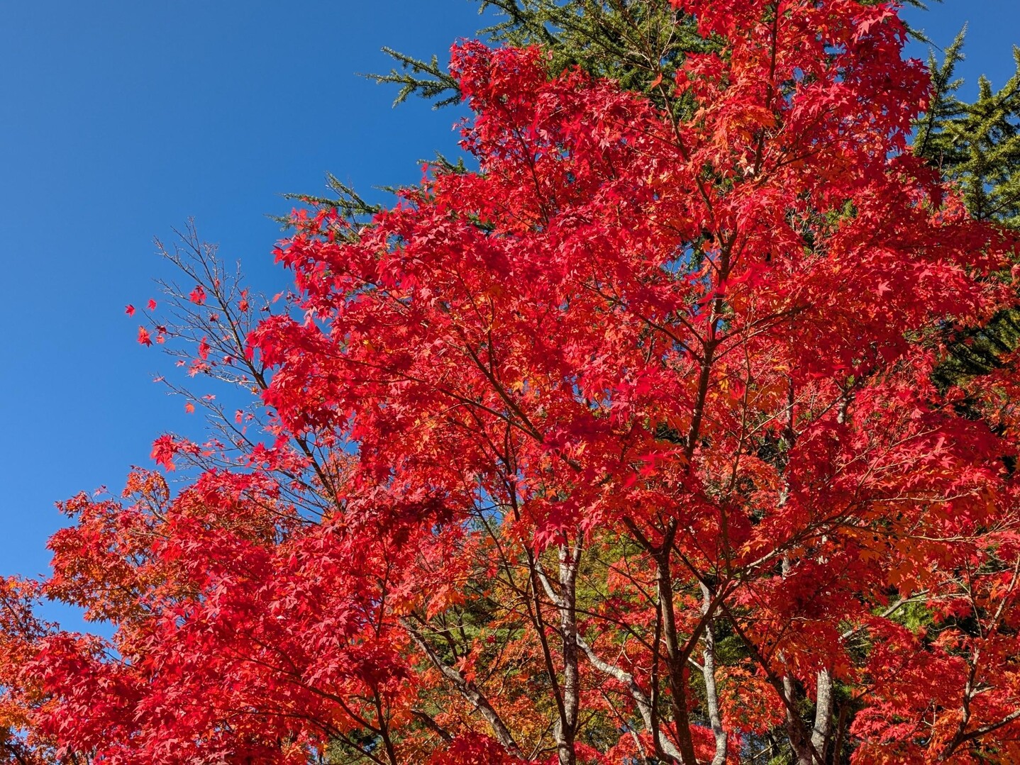 2024/11/08 🍁八ヶ岳山麓紅葉... / Sah!さんのモーメント | YAMAP / ヤマップ
