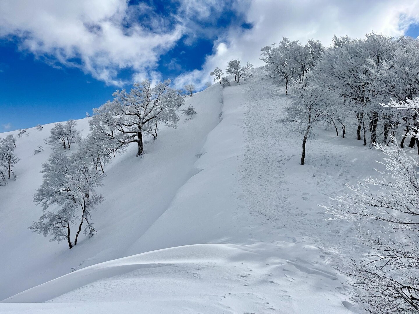銀杏峰 爆風🌀🍃部子山行けず / chi_aki☆さんの銀杏峰・部子山の活動データ | YAMAP / ヤマップ