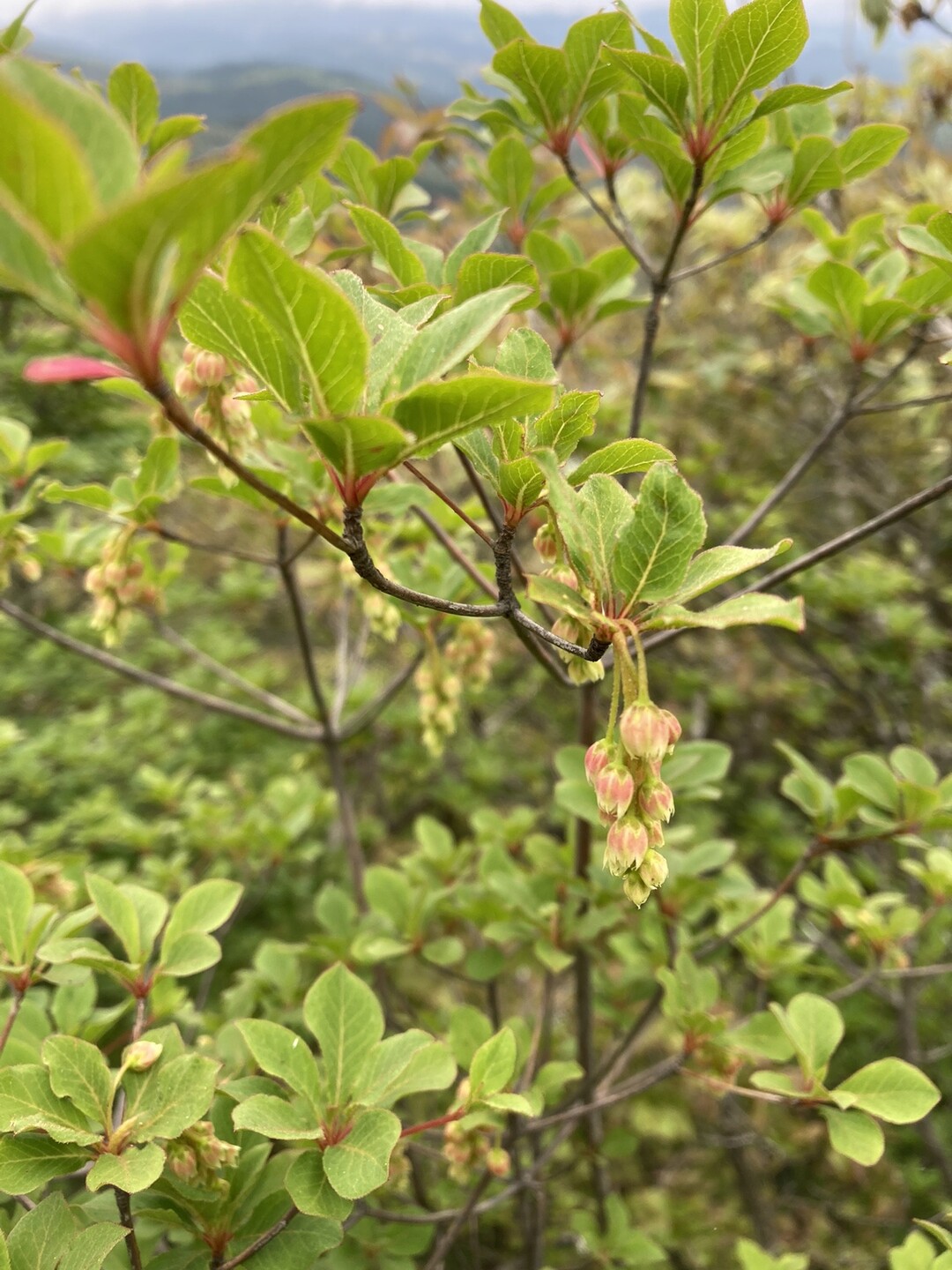 脊振山系 鬼ケ鼻岩から猟師岩山の稜線 ベ... / wara2さんのモーメント | YAMAP / ヤマップ