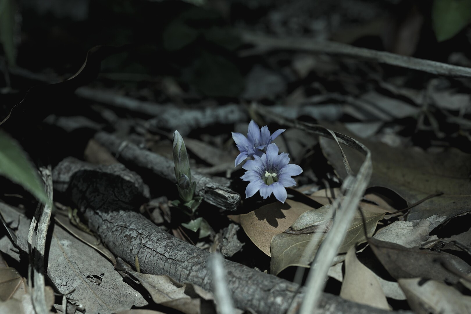 若水林道から / chocoさんの篠栗町の活動データ | YAMAP / ヤマップ