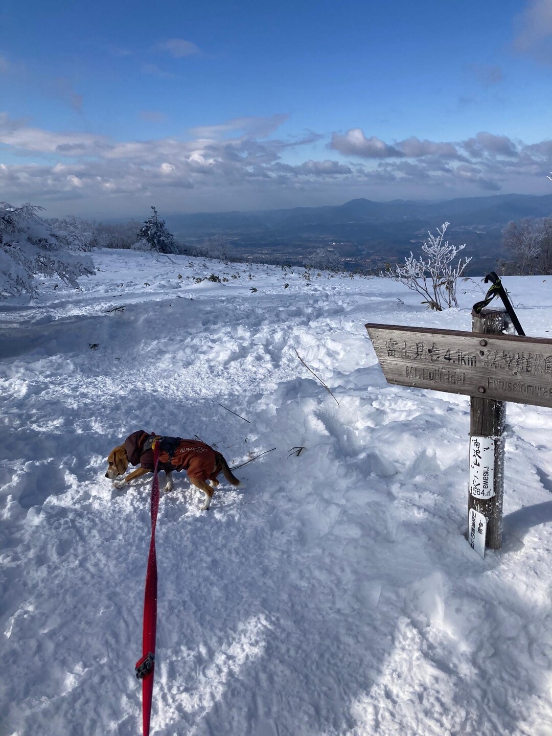 南沢山・横川山 / 山旅犬🐶ロマチッチ lomachicciさんの恵那山・大判山・神坂山の活動データ | YAMAP / ヤマップ