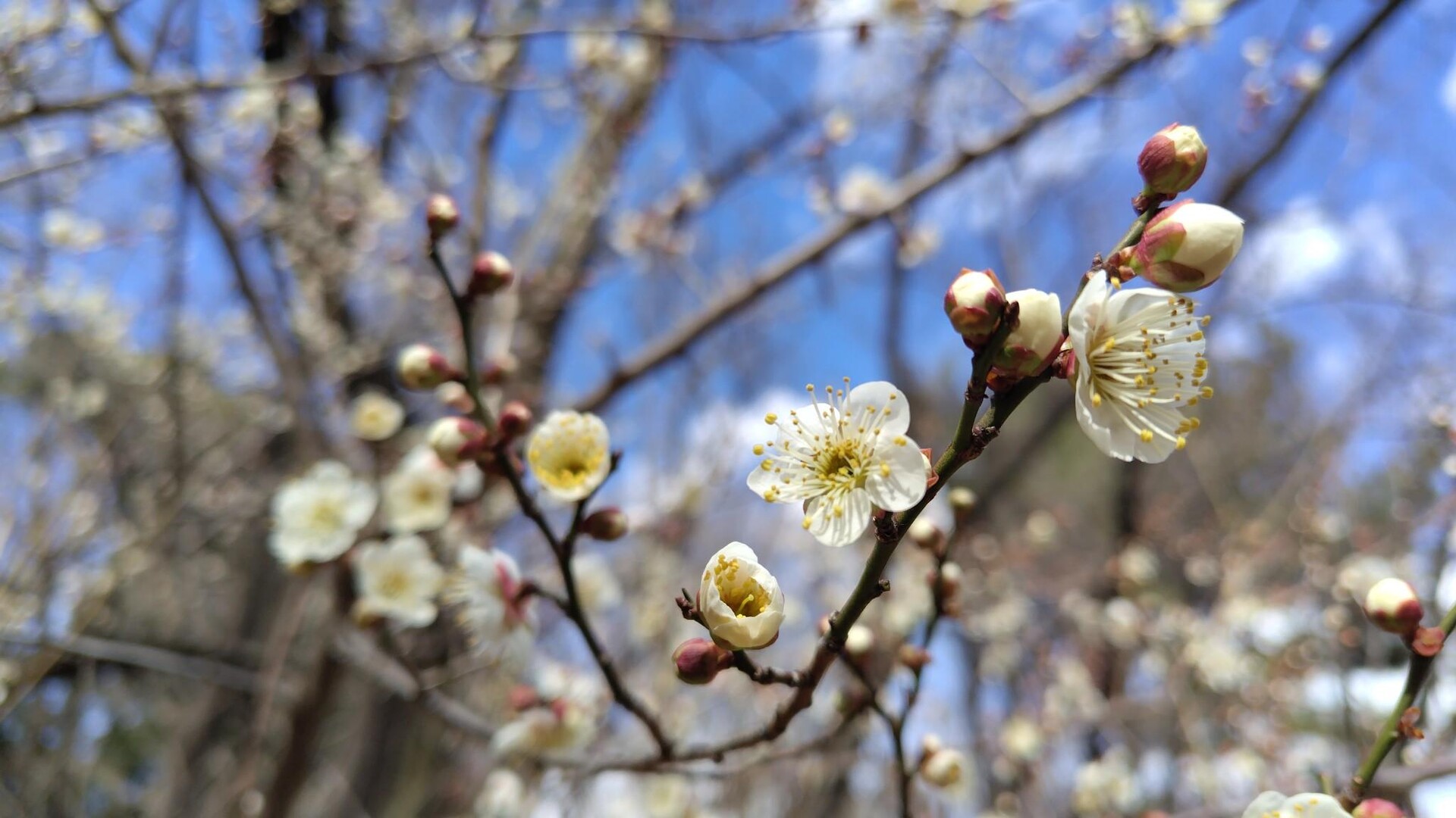 光が丘2/5(水): 五分咲きは一木。今... / loonloonさんのモーメント | YAMAP / ヤマップ