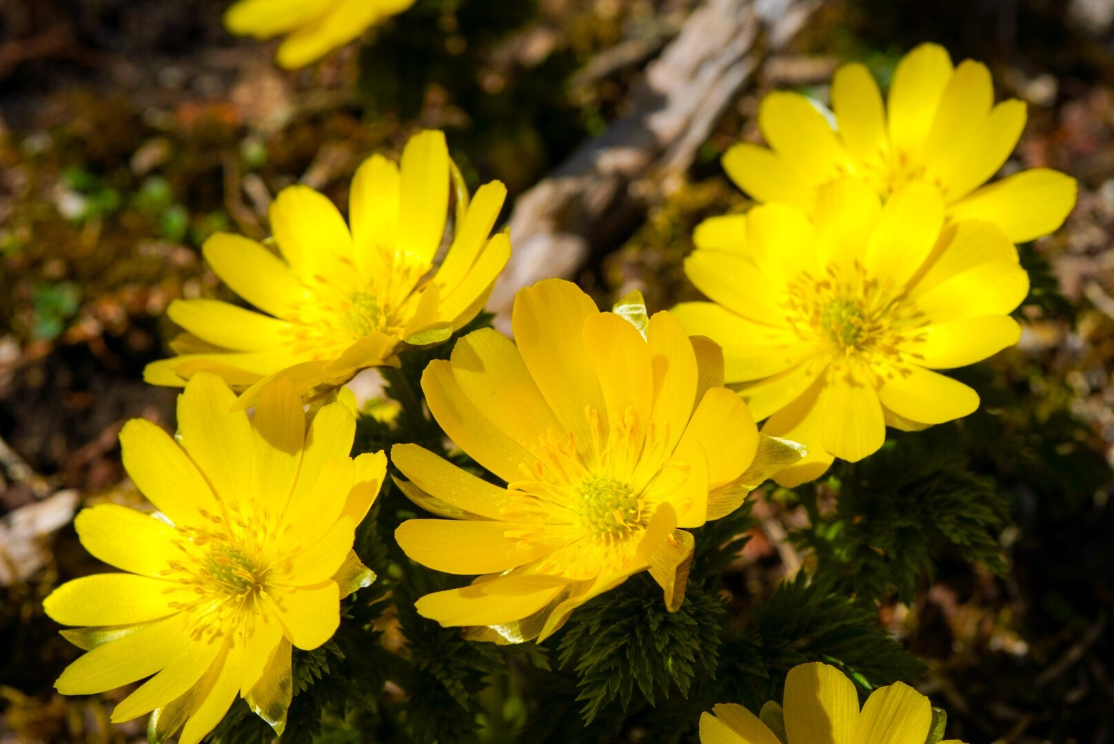 経塚山・霊仙山・霊仙山最高点・南霊岳 2021-03-18 / tetoさんの霊仙山の活動データ | YAMAP / ヤマップ