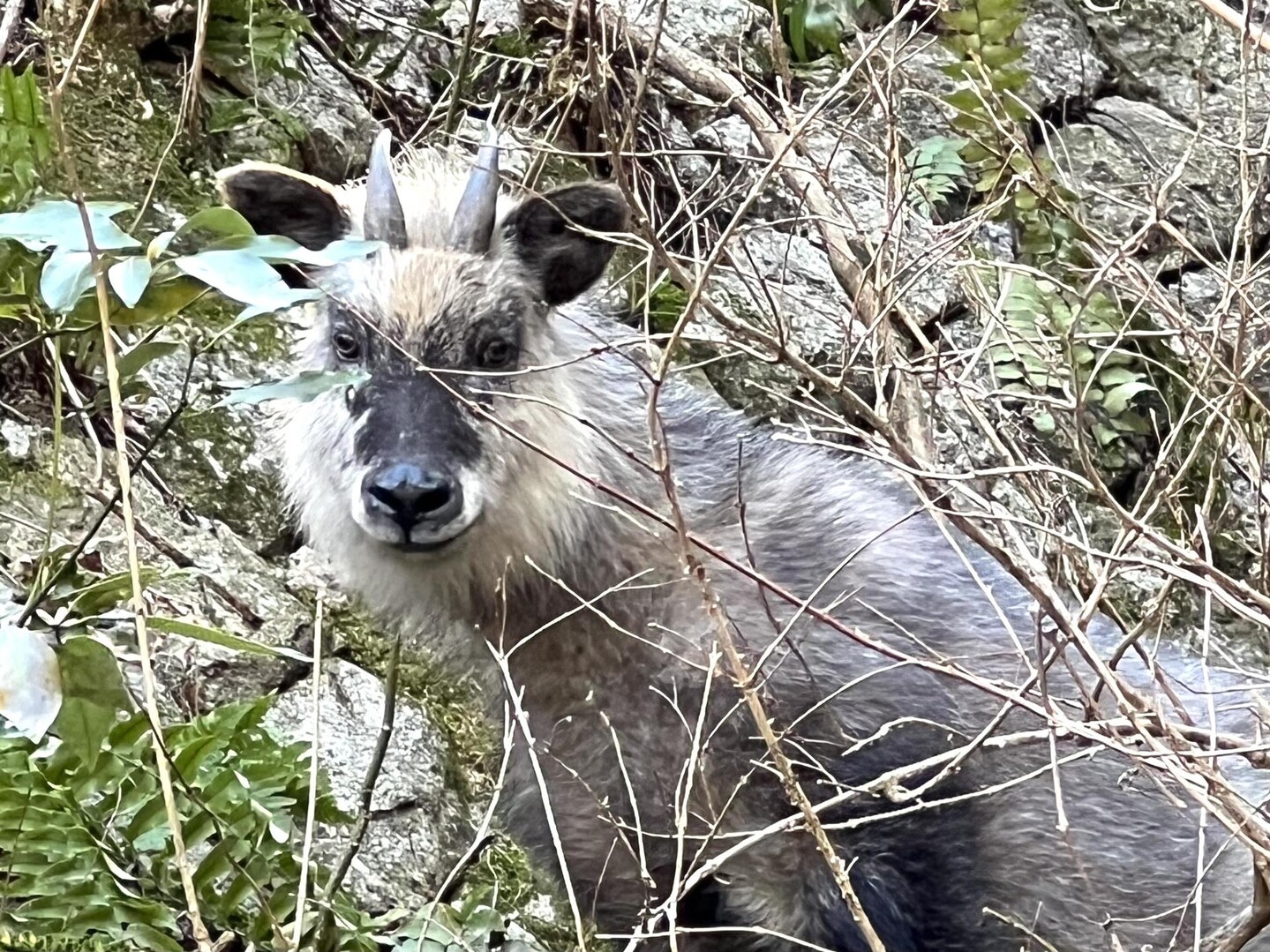 日本カモシカを見れました！ ホテル湯の本... / Mt.Gさんのモーメント | YAMAP / ヤマップ
