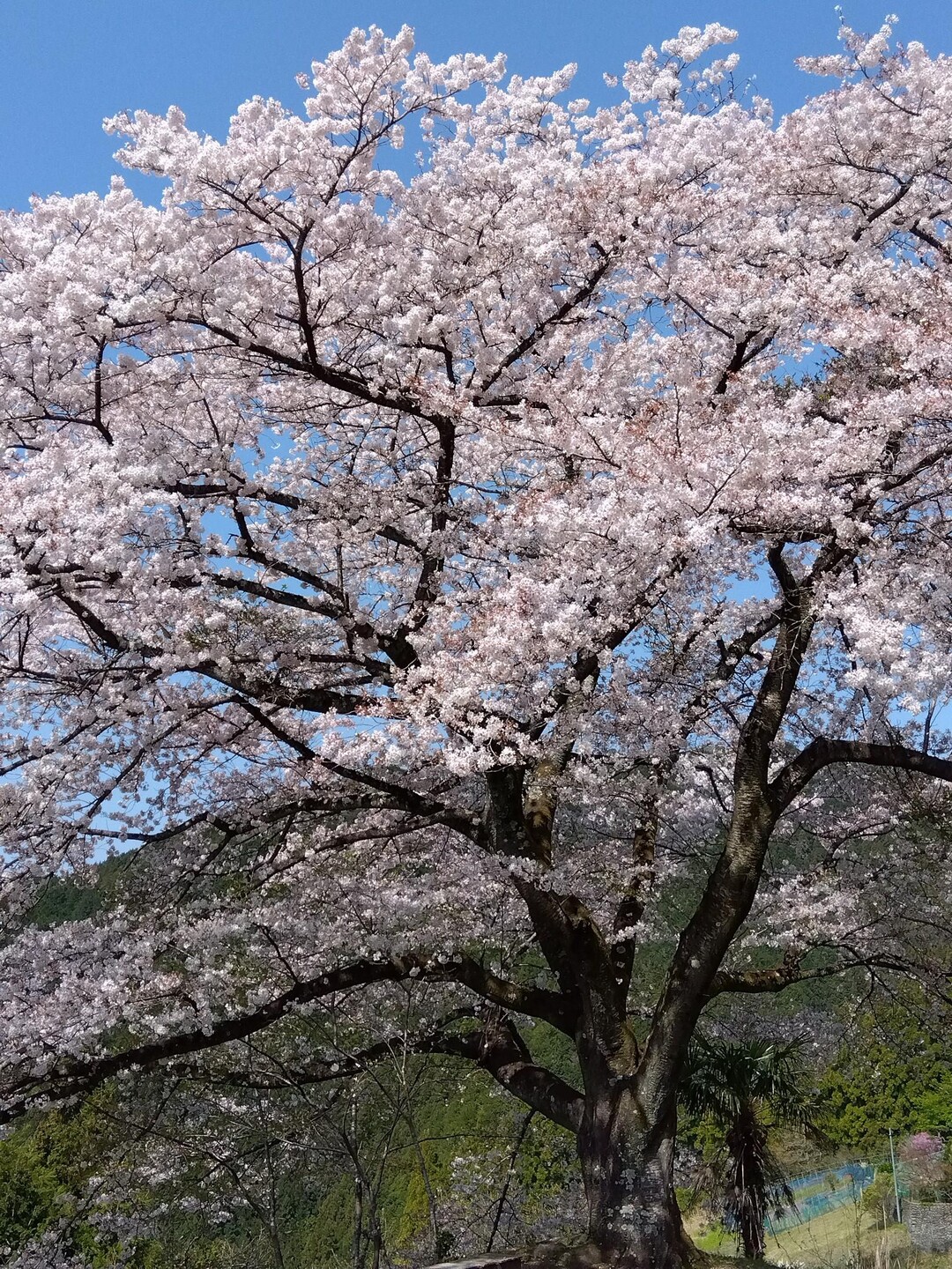 ハ徳の一本桜 / SINさんの関八州見晴台の活動データ | YAMAP / ヤマップ