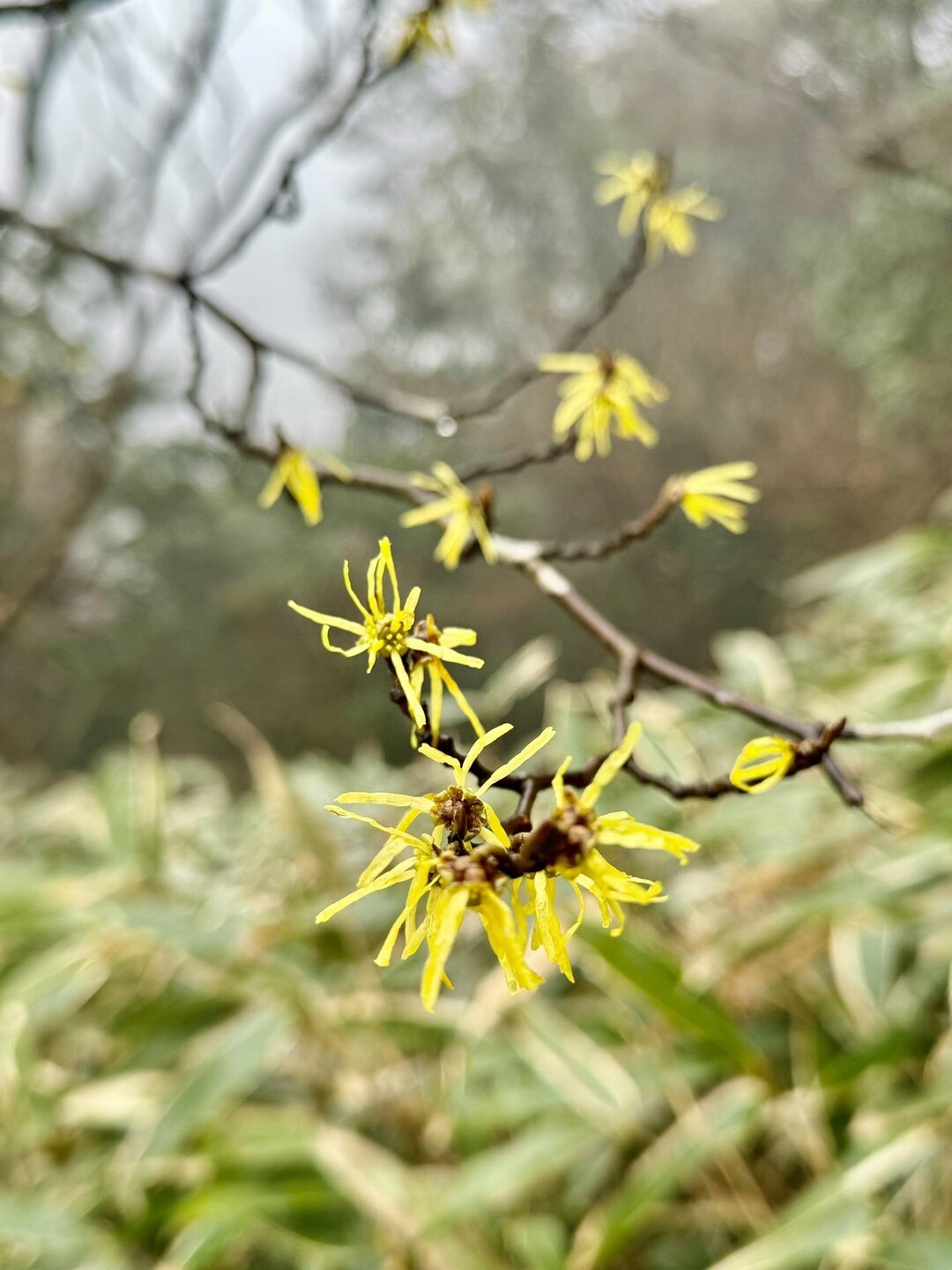 マンサク＆樹氷の二重奏…釈迦岳〜御前岳 / Red-RAV4💫さんの釈迦岳・御前岳の活動データ | YAMAP / ヤマップ