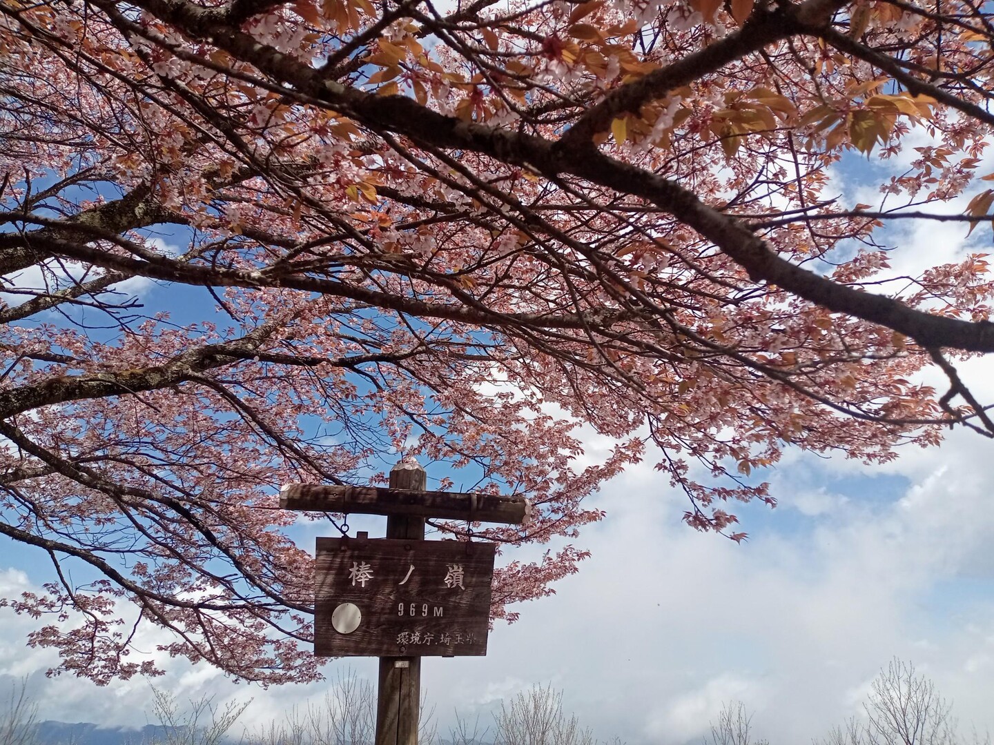 棒ノ嶺（棒ノ折山） / yuzoさんの棒ノ折山（棒ノ嶺）の活動データ | YAMAP / ヤマップ