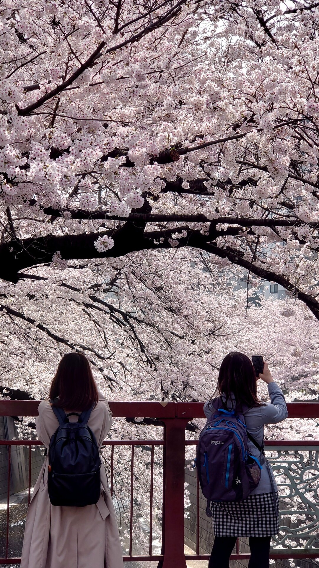 中目黒の桜は満開🌸で 気持ちいい朝の散... / yanagingさんのモーメント | YAMAP / ヤマップ