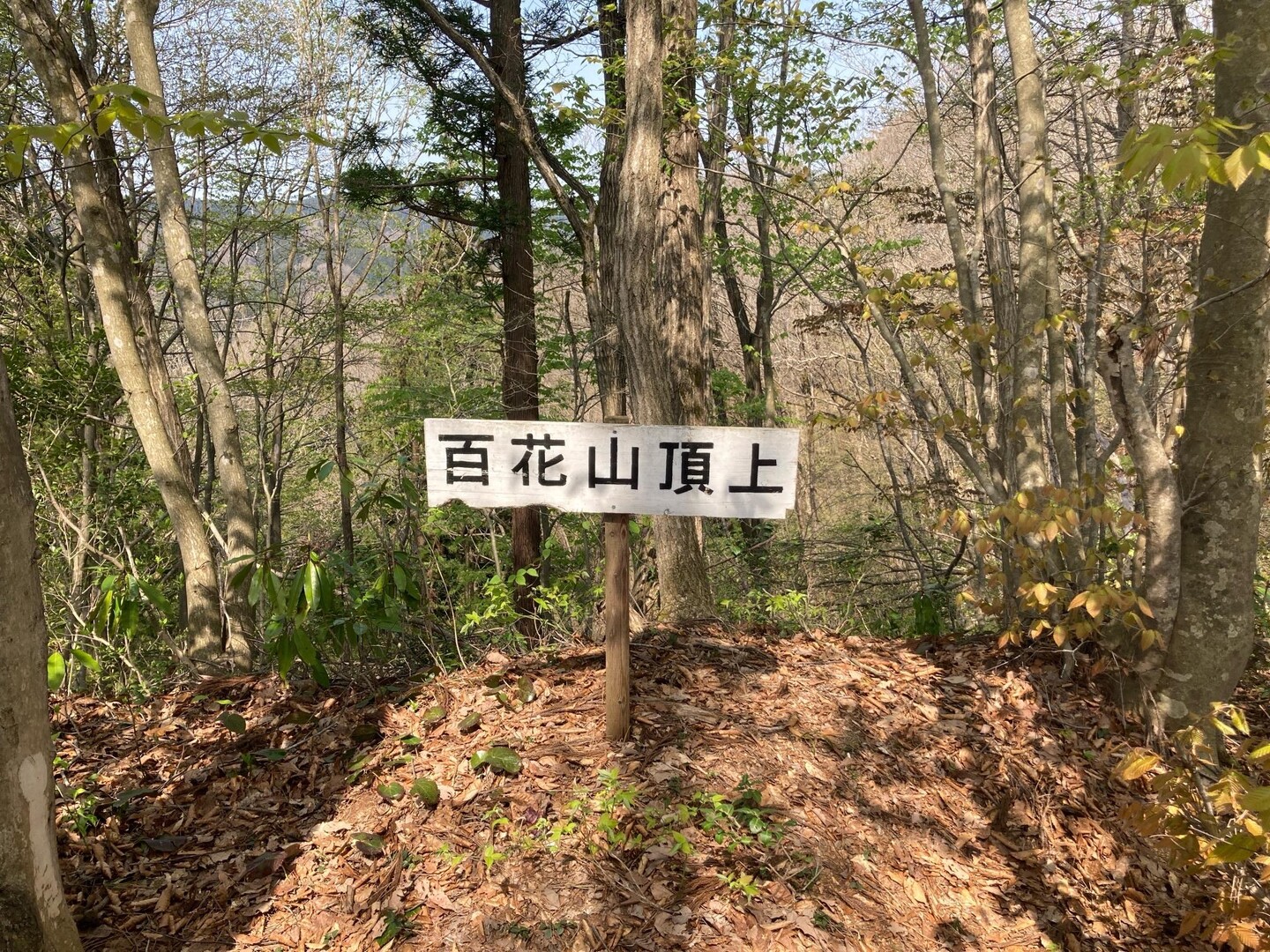 百花山・薬師山 / mini98Dさんの猿毛岳の活動データ | YAMAP / ヤマップ