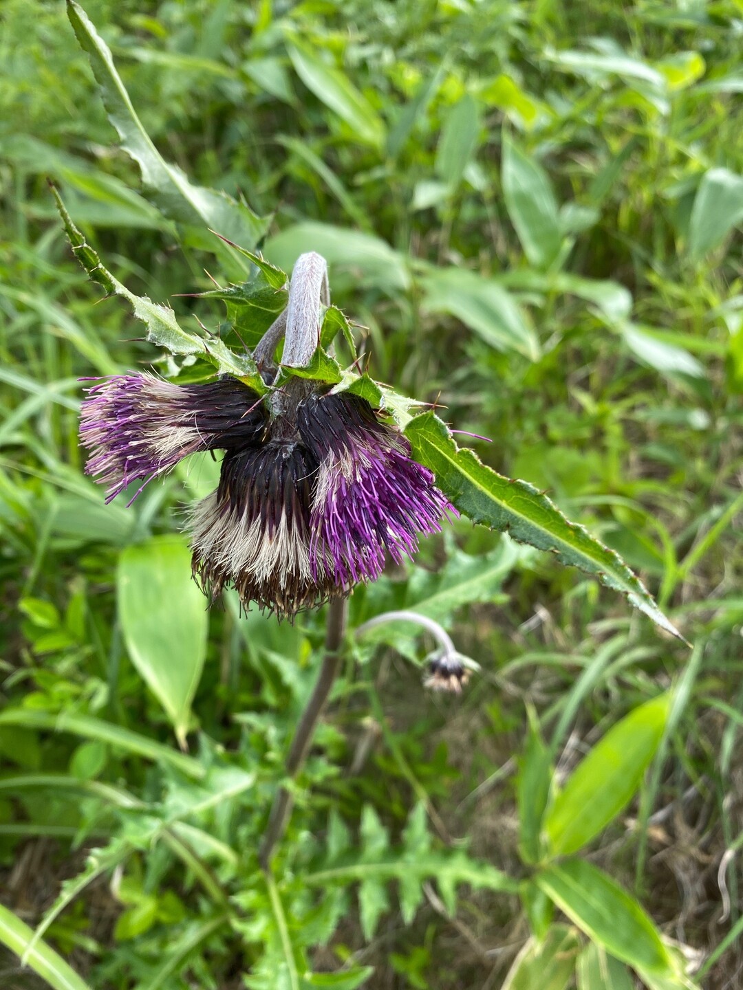 蔵王山・雁戸山・不忘山-2022-06-29 / ryo-yanさんの蔵王山・雁戸山・不忘山の活動データ | YAMAP / ヤマップ