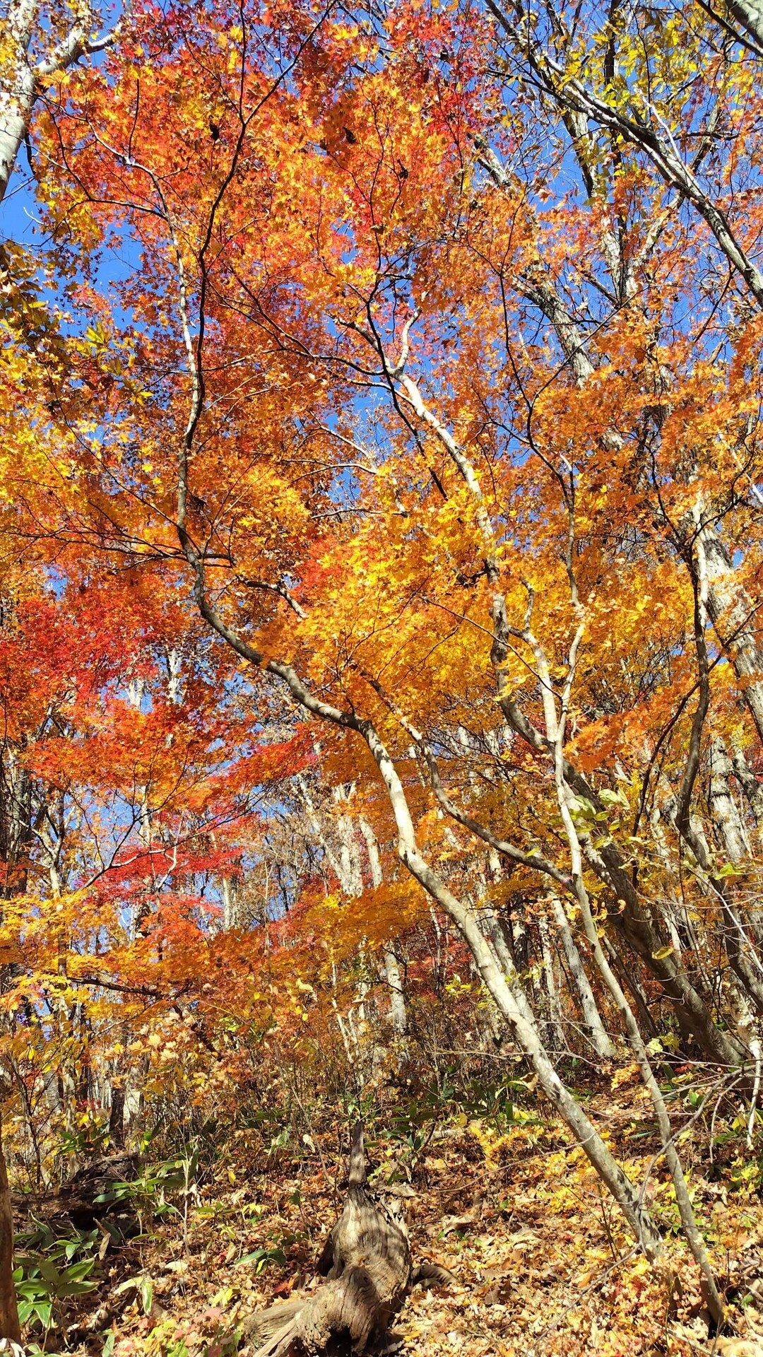 めでためでたの紅葉の天童 / あどさんの面白山・神室岳・大東岳・雨呼山の活動日記 | YAMAP / ヤマップ
