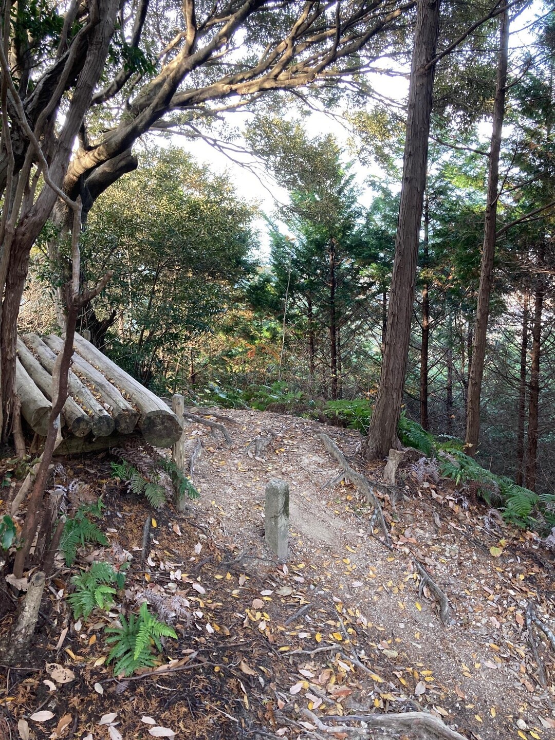 Toshio さんの投稿したフィールドメモ | YAMAP / ヤマップ