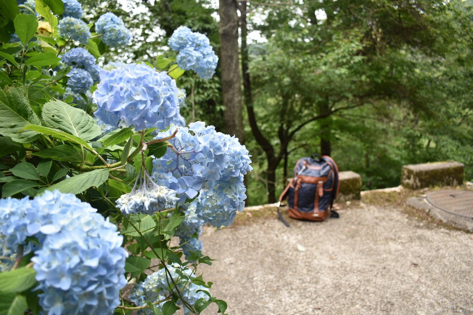 紫陽花をカメラに収めに生駒の山へ 2019-06-18 / K.Soutaさんの生駒山・神津嶽・大原山の活動データ | YAMAP / ヤマップ