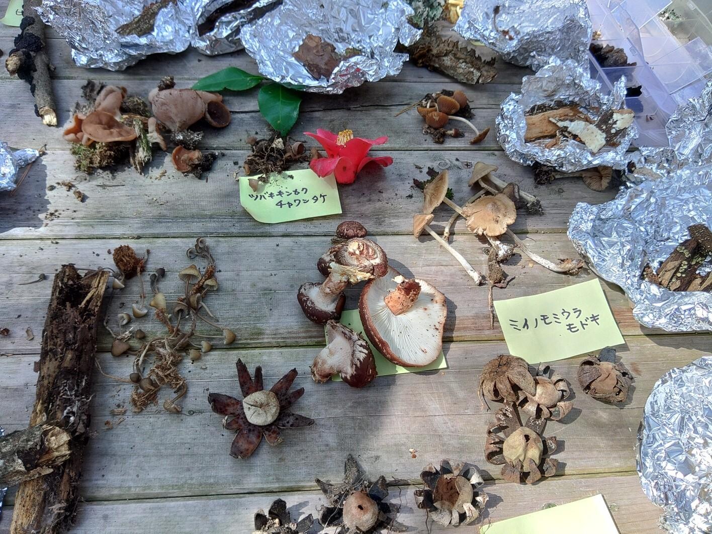 ついに始動！ きのこ定点観察会-① / salmaさんの登山の活動日記 | YAMAP / ヤマップ