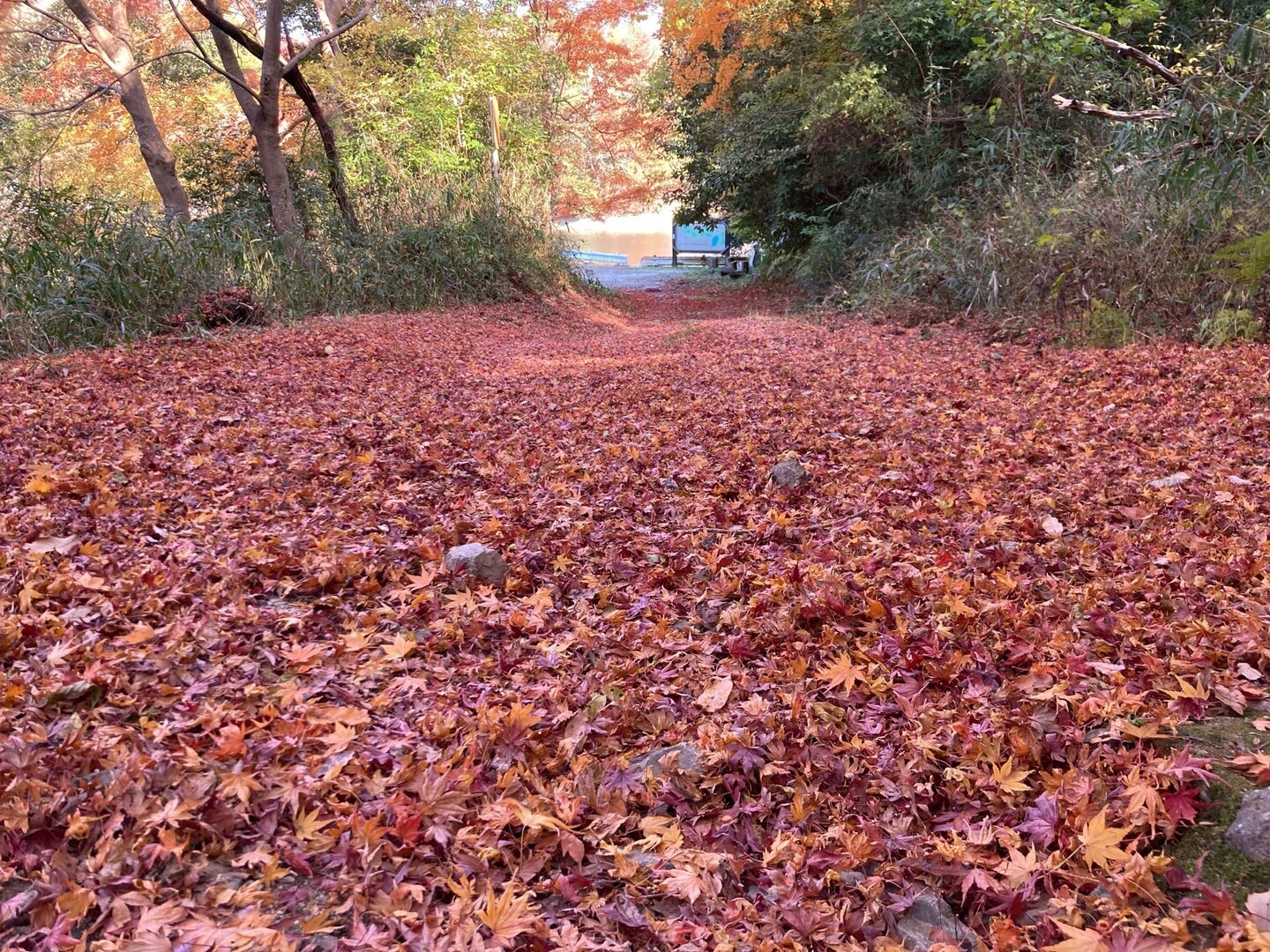 紅葉のむろいけ園地 / msr0331さんの生駒山・神津嶽・大原山の活動データ | YAMAP / ヤマップ
