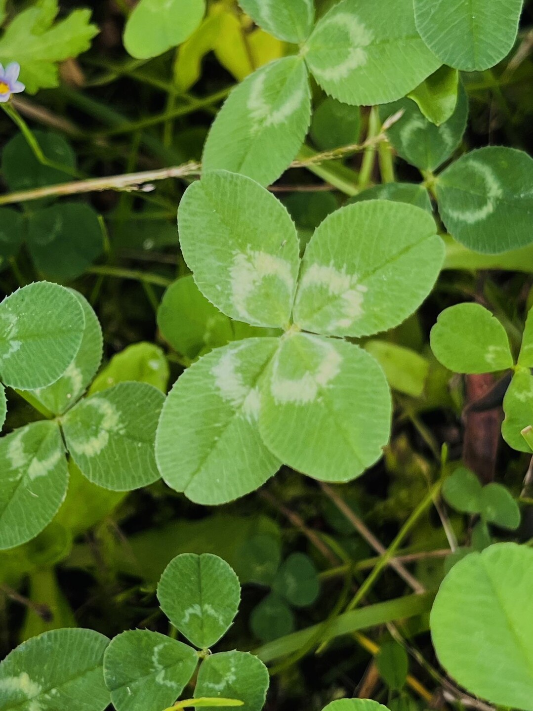 お昼ご飯が炊けるまでの間に ウォーキング... / kcoさんのモーメント | YAMAP / ヤマップ