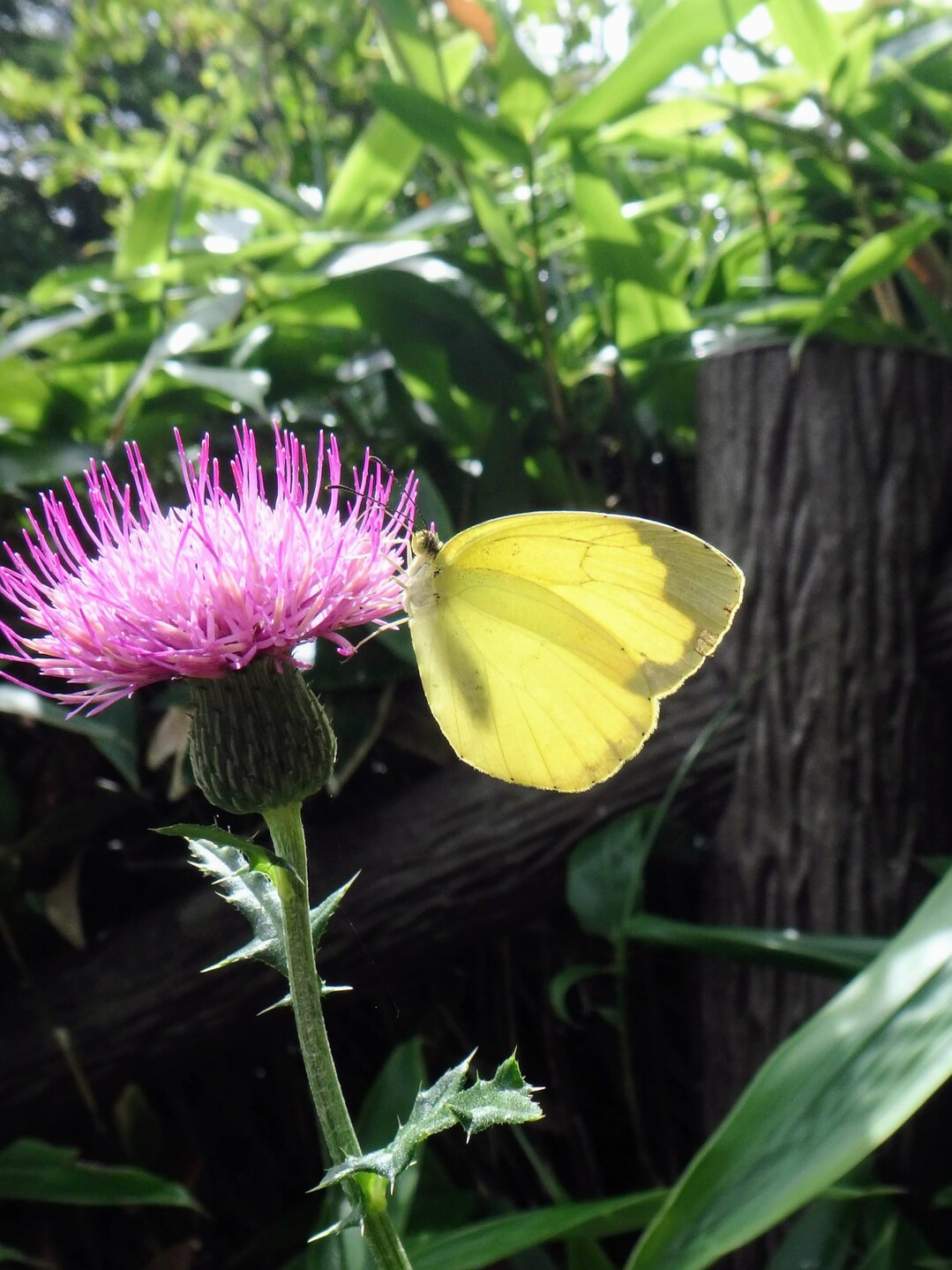 南阿蘇外輪山🌿駒返峠から地蔵峠🌈🌿 R6.7.17 / かわとんぼさんの俵山・冠ヶ岳・清栄山の活動データ | YAMAP / ヤマップ