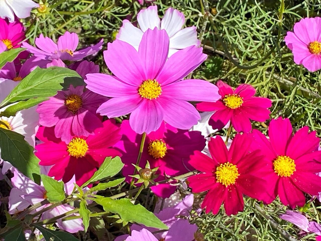 笠岡ベイファームコスモス畑 今日は上天... / tomyさんのモーメント | YAMAP / ヤマップ