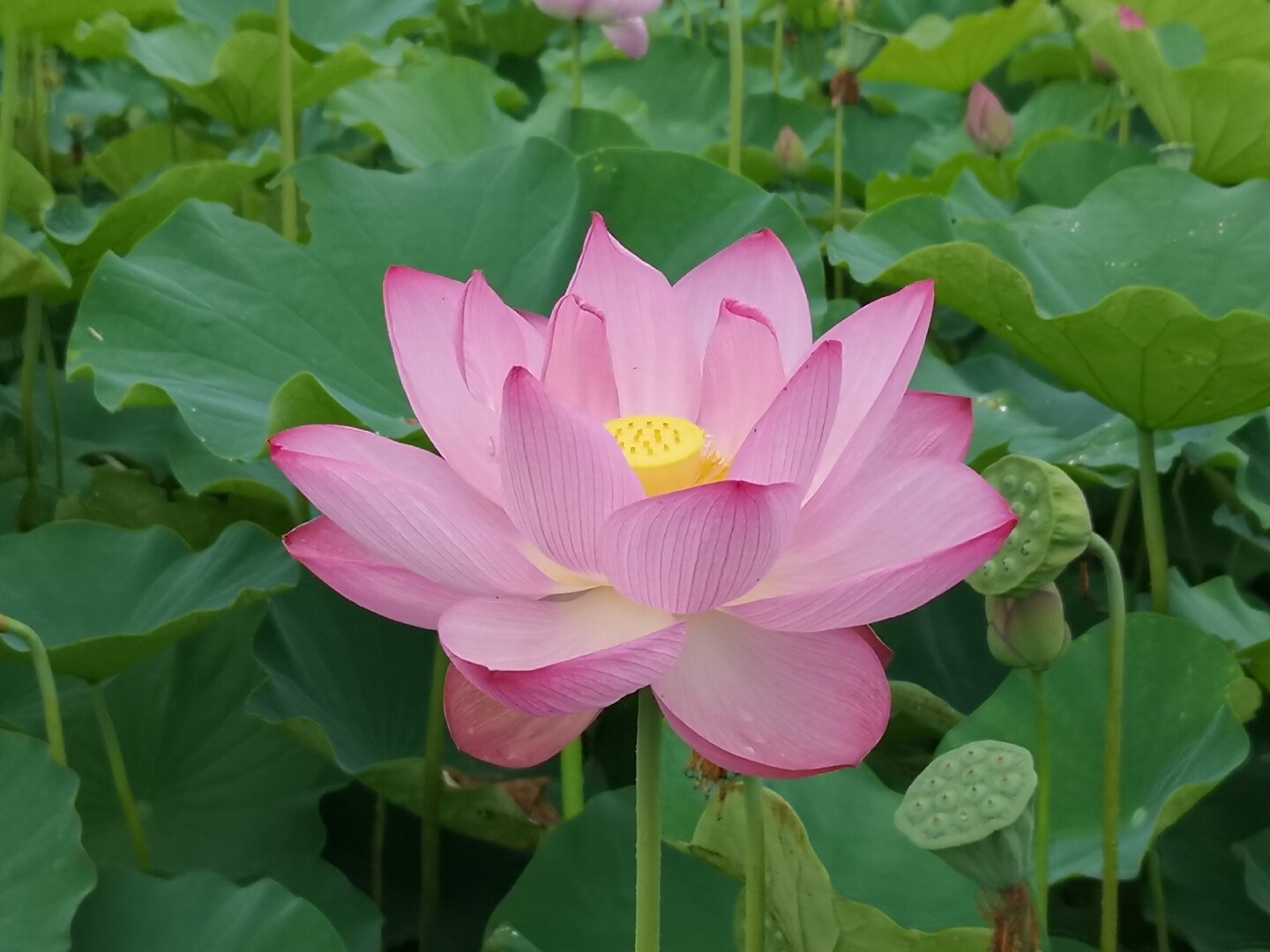 sakura_sakuraのページ | YAMAP / ヤマップ