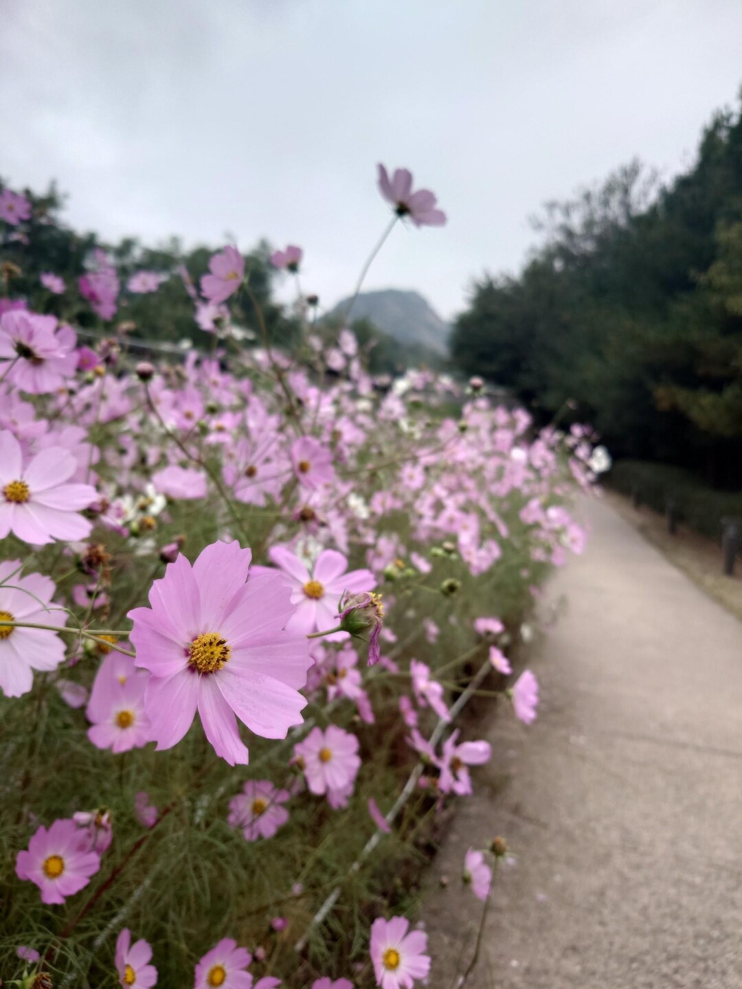 仁王山 in Seoul / Sarahさんのソウル市の活動データ | YAMAP / ヤマップ