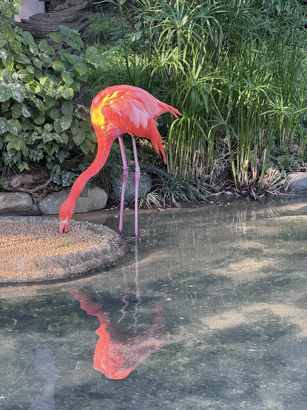 都心のグレーピークハントその2（上野） / konさんの東京都23区 中央エリアの活動データ | YAMAP / ヤマップ