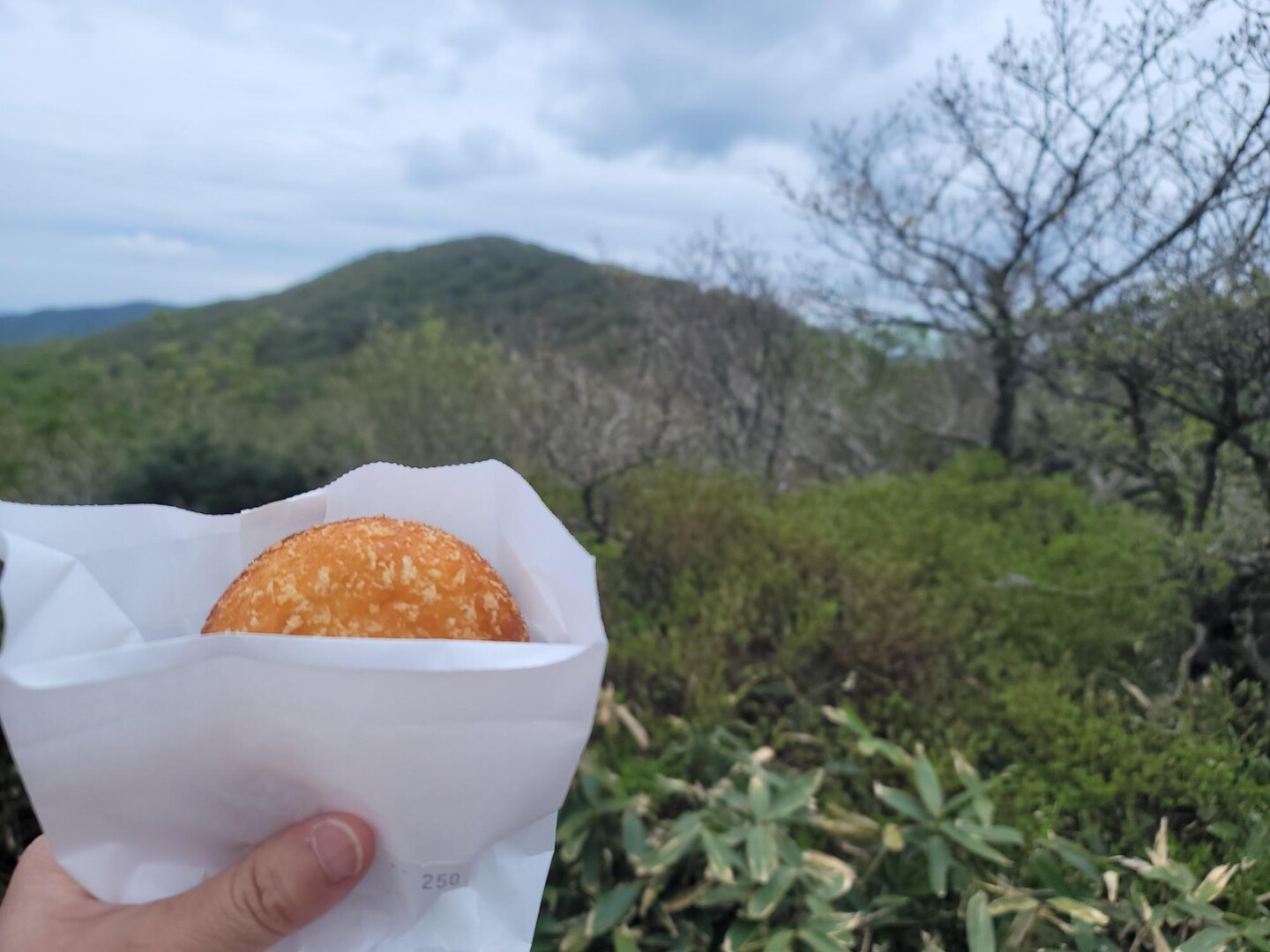 コシアブラ祭 / joさんの比婆山・立烏帽子山・吾妻山の活動日記 | YAMAP / ヤマップ