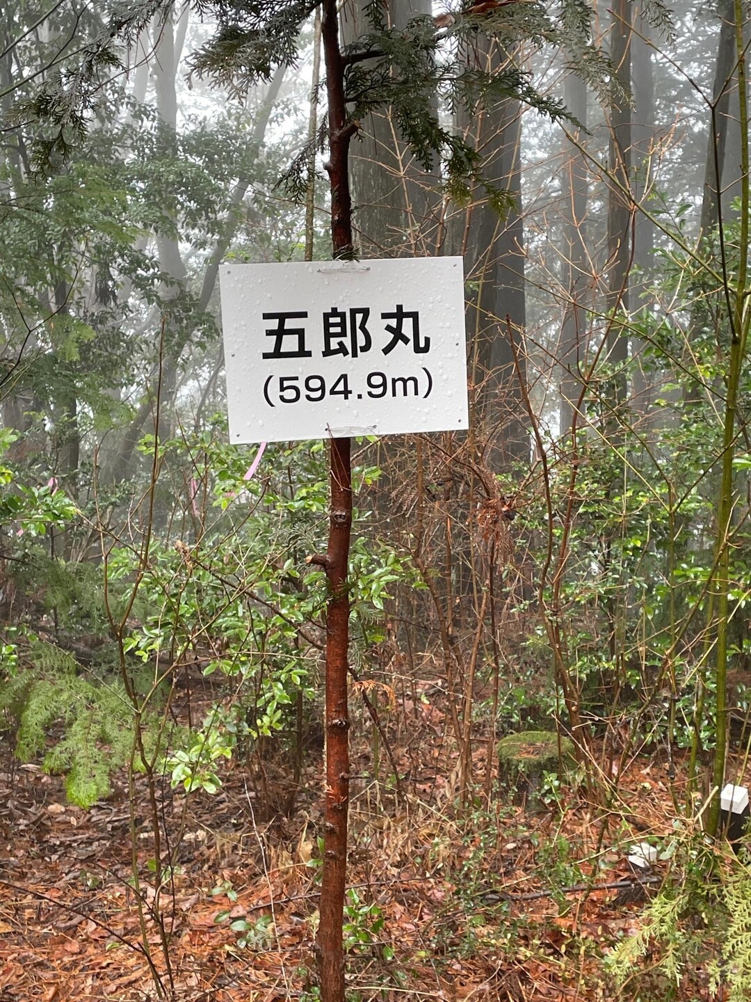 五郎丸 / kimiさんの雲辺寺山の活動データ | YAMAP / ヤマップ