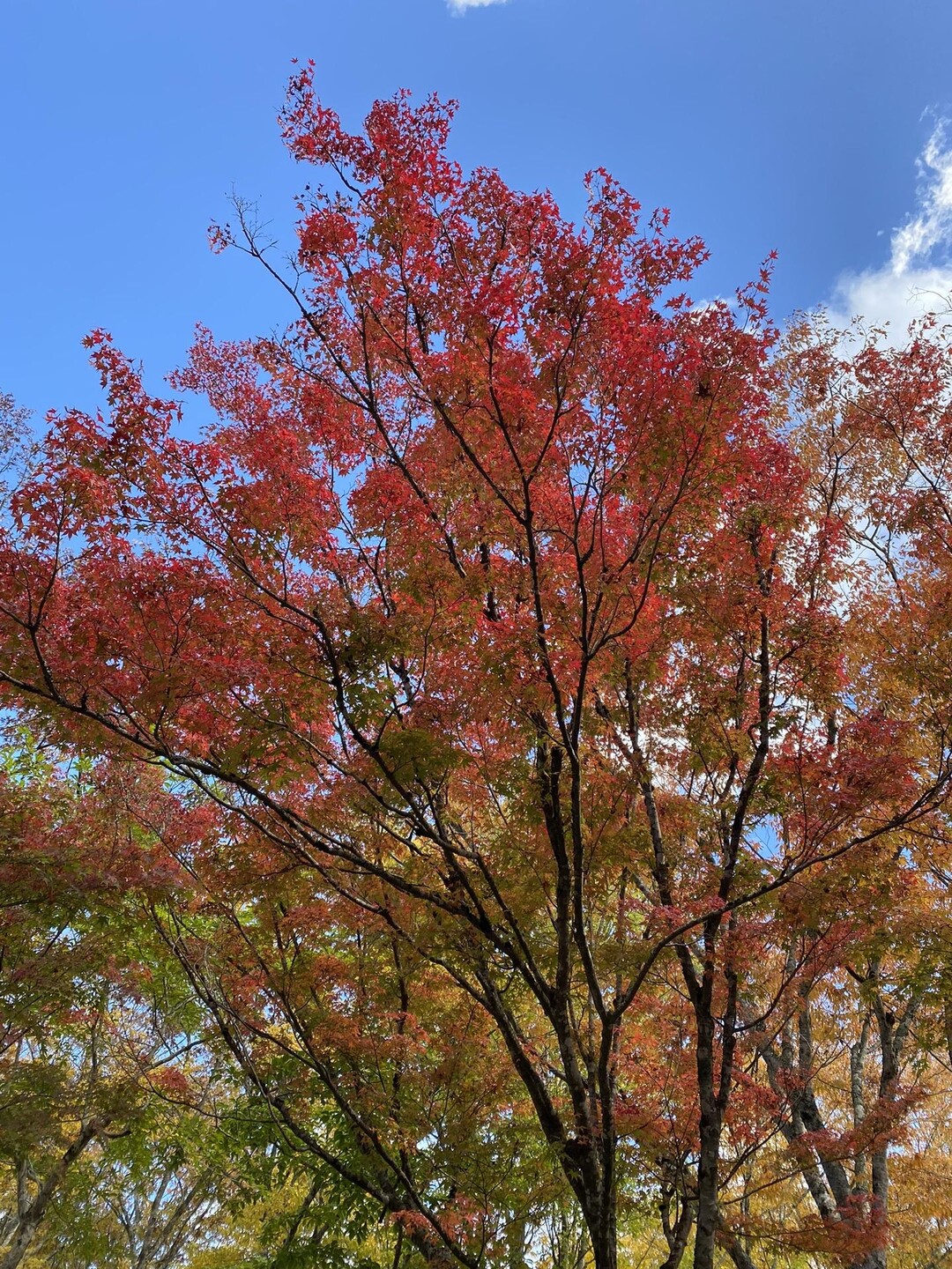 中部縦貫自動車道 九頭竜ICまで開通 ㊗... / Baziruさんのモーメント | YAMAP / ヤマップ