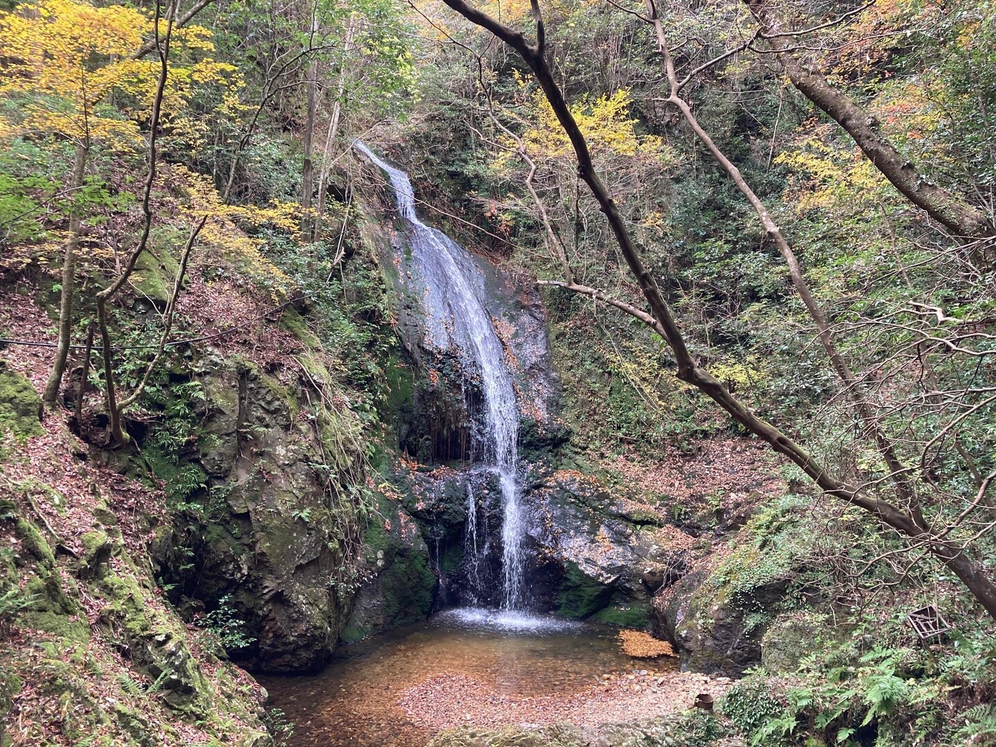 雨上がりで久々に八曽へ / assiさんの八曽山の活動データ | YAMAP / ヤマップ