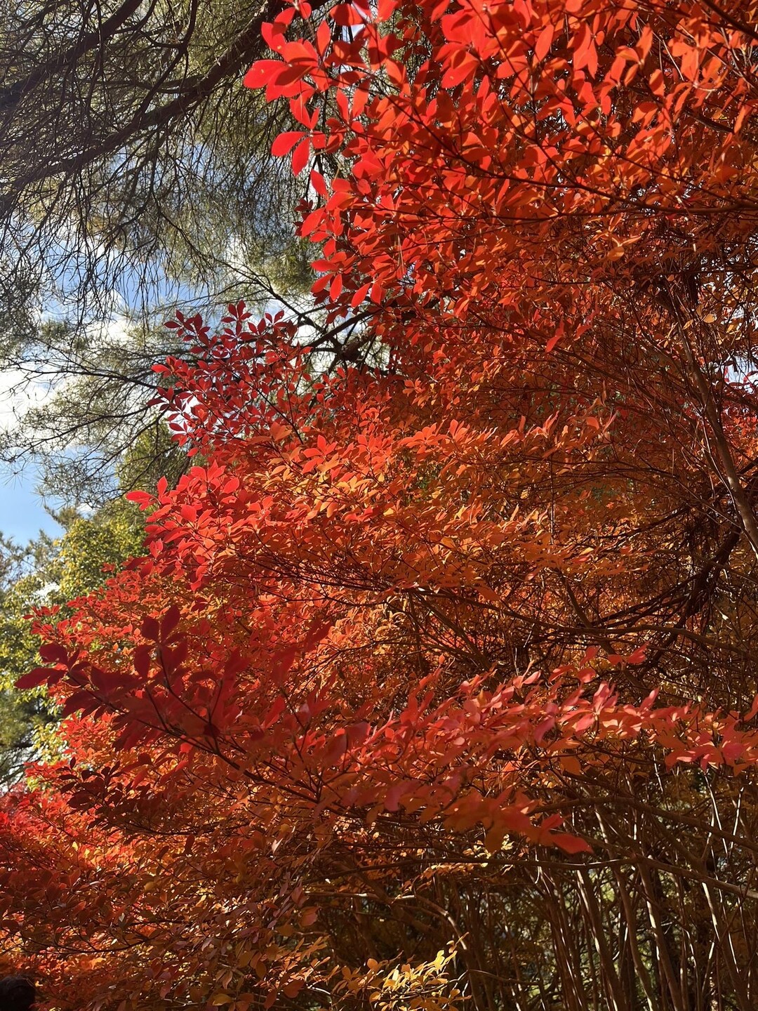 岩石山ドウダンツツジトンネル♡なんで綺麗... / ma.sa.さんのモーメント | YAMAP / ヤマップ
