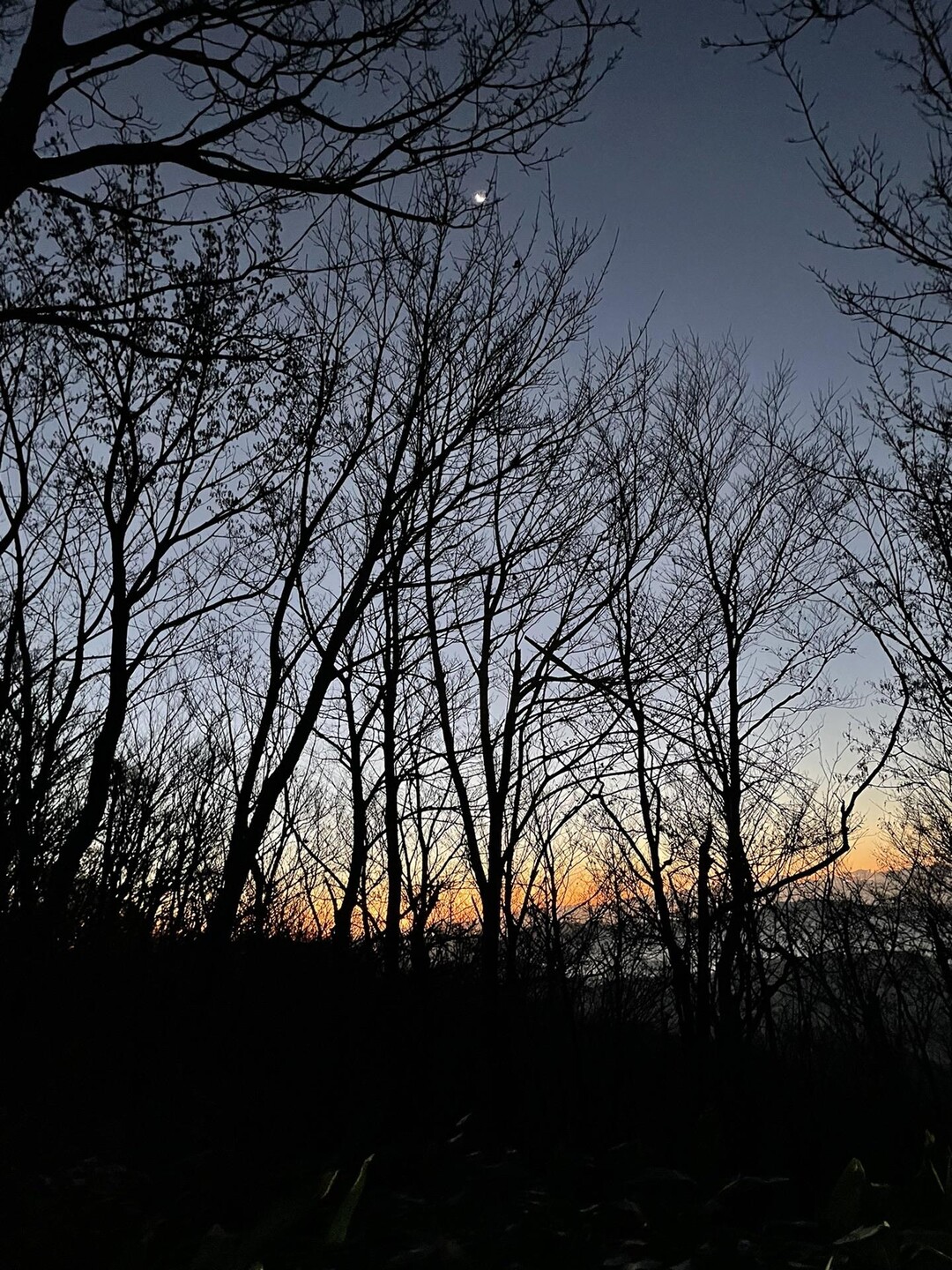琴引山(弥山)・草ノ城山・大万木山・指谷奥山・指谷山 / Akioさんの大万木山・琴引山（弥山）・指谷山・鯛ノ巣山の活動日記 | YAMAP / ヤマップ
