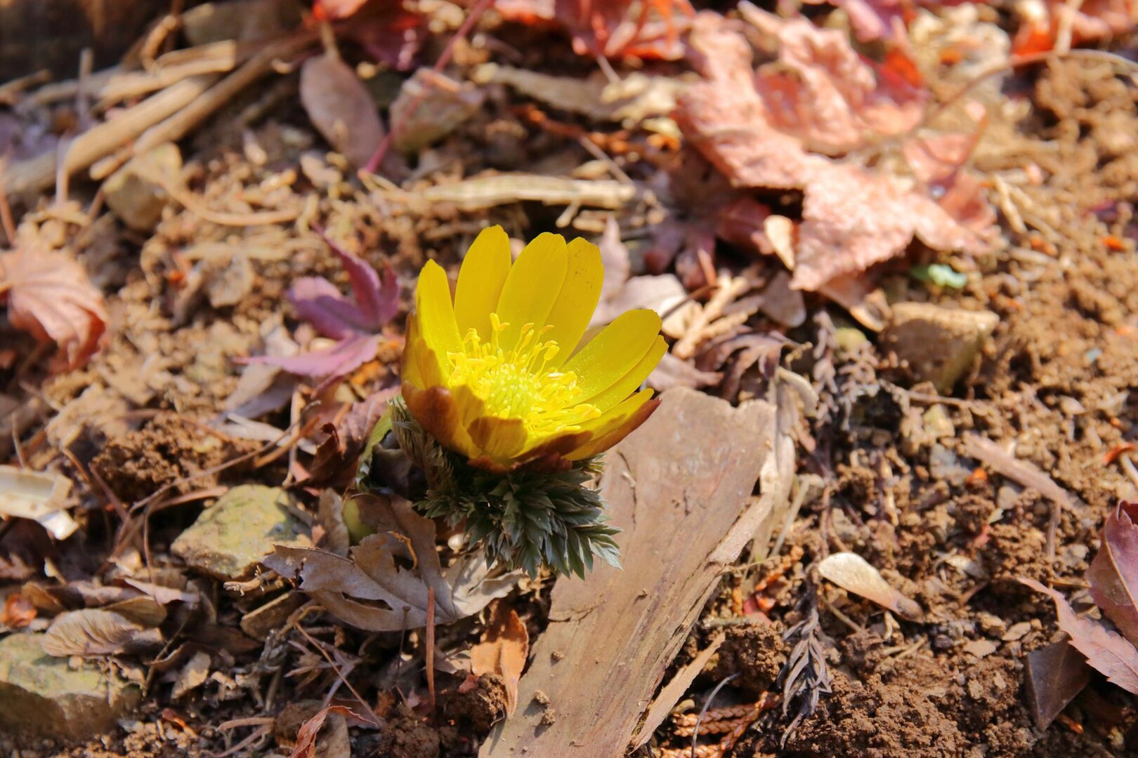 伊豆ヶ岳・子の権現・吉田山 / bysunさんの武甲山・伊豆ヶ岳・小持山の活動データ | YAMAP / ヤマップ