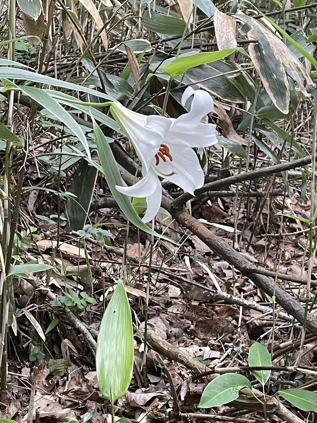 深谷山 / JBT5さんの十種ヶ峰の活動データ | YAMAP / ヤマップ