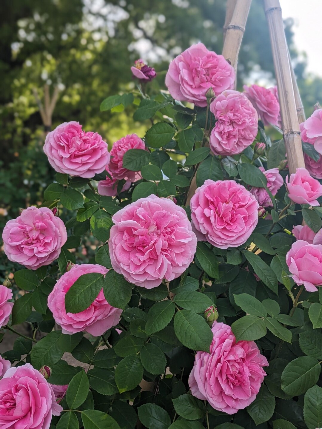 RSKバラ園🌹024-05-11 / ゆうさんのウォーキングの活動データ | YAMAP / ヤマップ