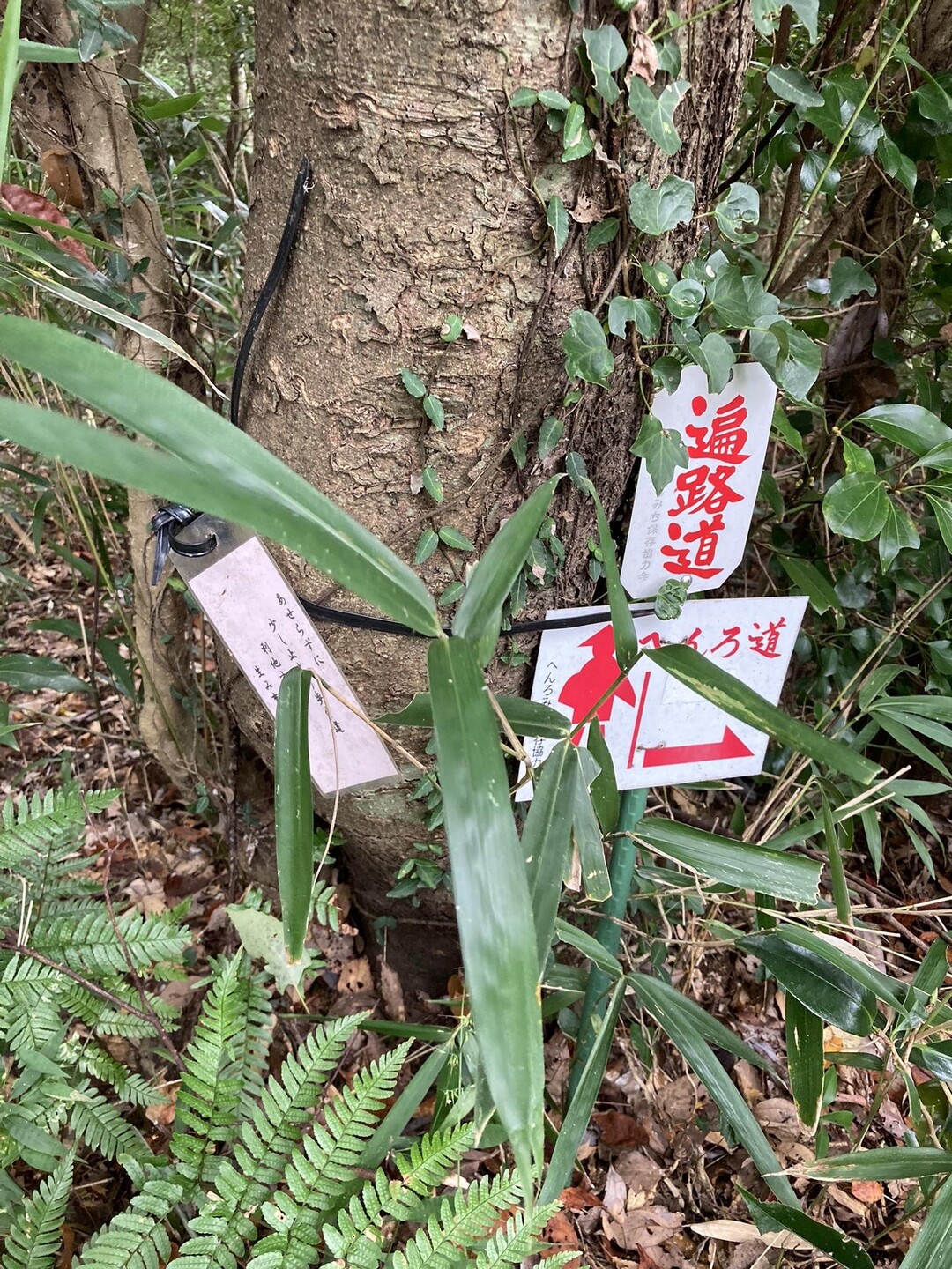 眉山・眉山最高点 / Aokatiさんの眉山の活動日記 | YAMAP / ヤマップ