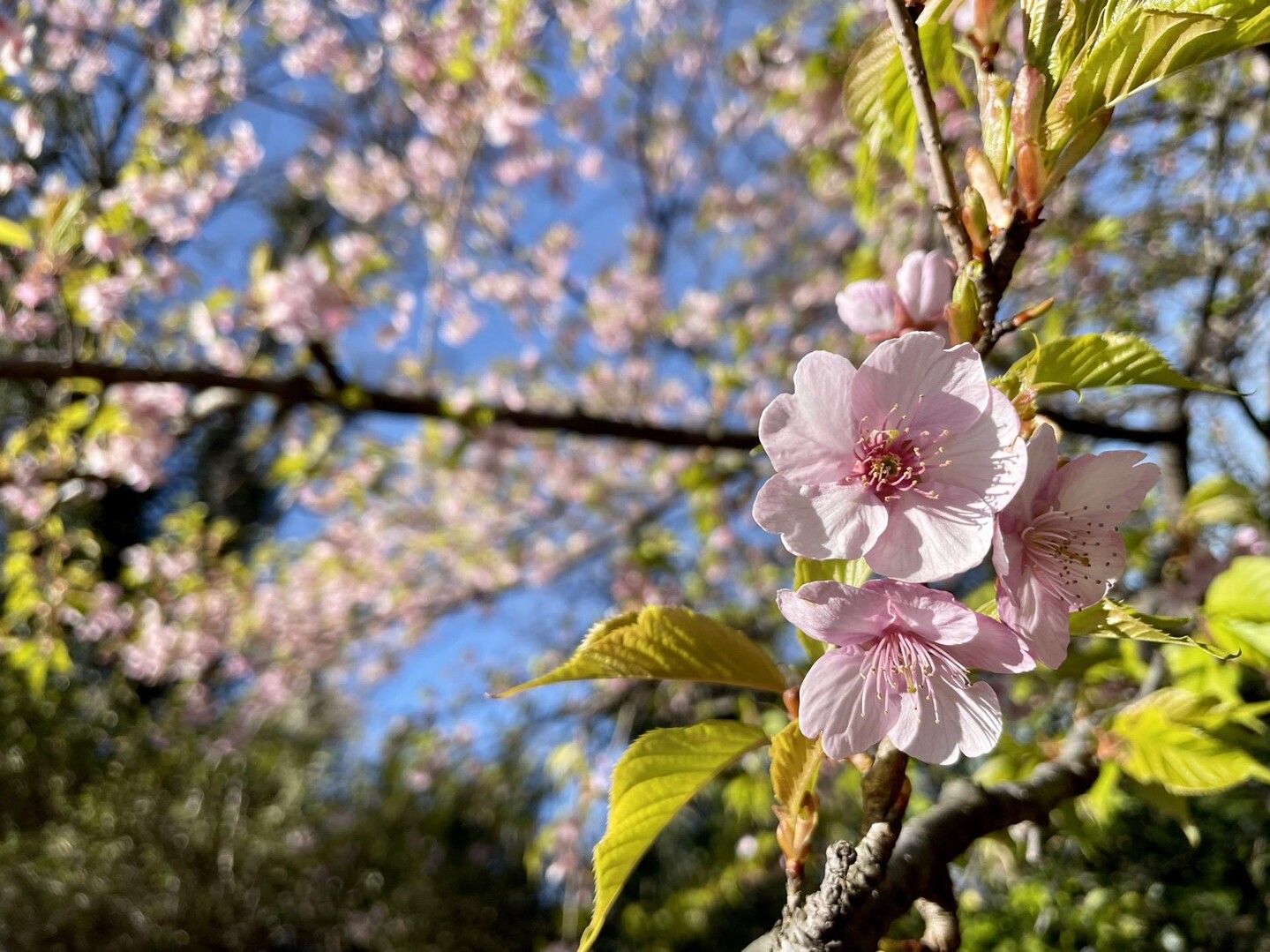 大楠山・三浦富士ハイク(京急長沢〜平作小学校) / ririさんの大楠山・武山・三浦富士の活動データ | YAMAP / ヤマップ