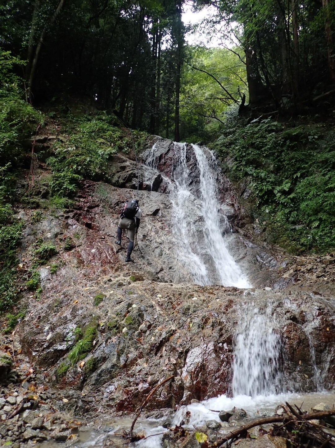 金剛山（土）妙見谷〜わさび谷 （日）寺谷〜文殊中尾根 / Tatsuさんの金剛山・二上山・大和葛城山の活動データ | YAMAP / ヤマップ