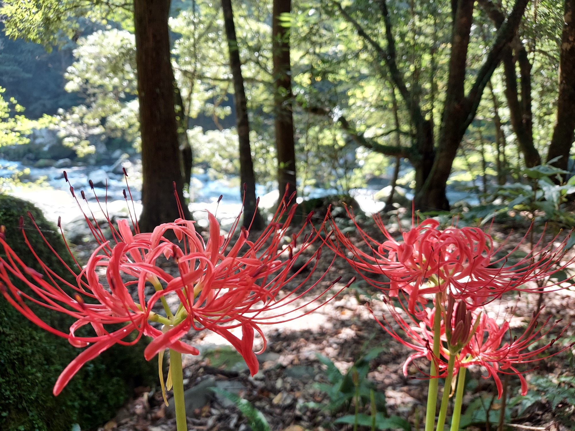 綾町の川中自然公園キャンプ場⛺ 県道26... / derainandreさんのモーメント | YAMAP / ヤマップ