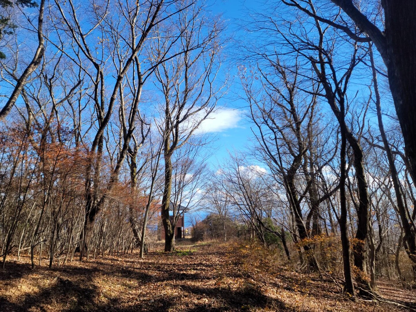 大海原が見たい五社山‼️ / kumasakiさんの五社山の活動データ | YAMAP / ヤマップ