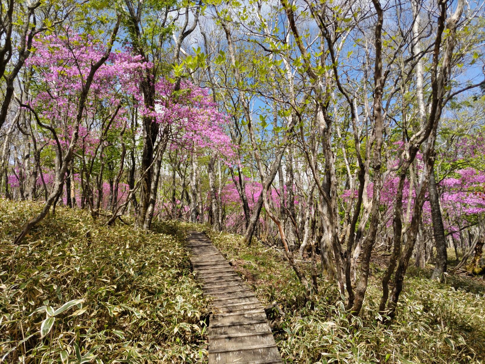 花見ヶ原森林公園〜黒檜山 往復 / KORDERさんの赤城山・黒檜山・荒山の活動データ | YAMAP / ヤマップ
