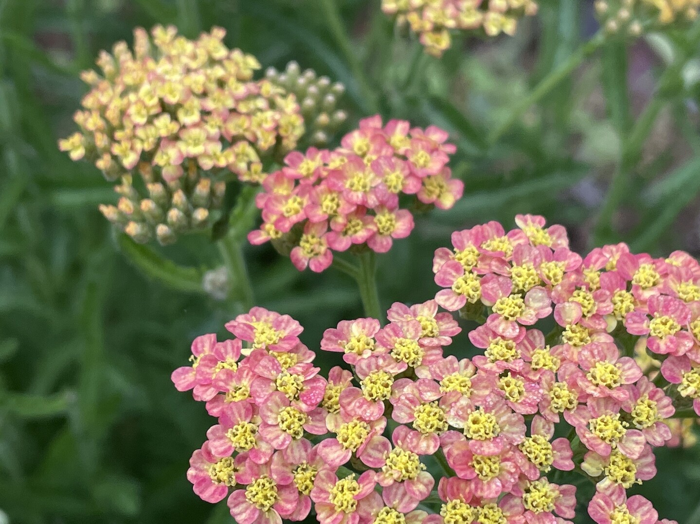 お花便りR4 vol.19 今朝のお散歩... / kaizaさんのモーメント | YAMAP / ヤマップ