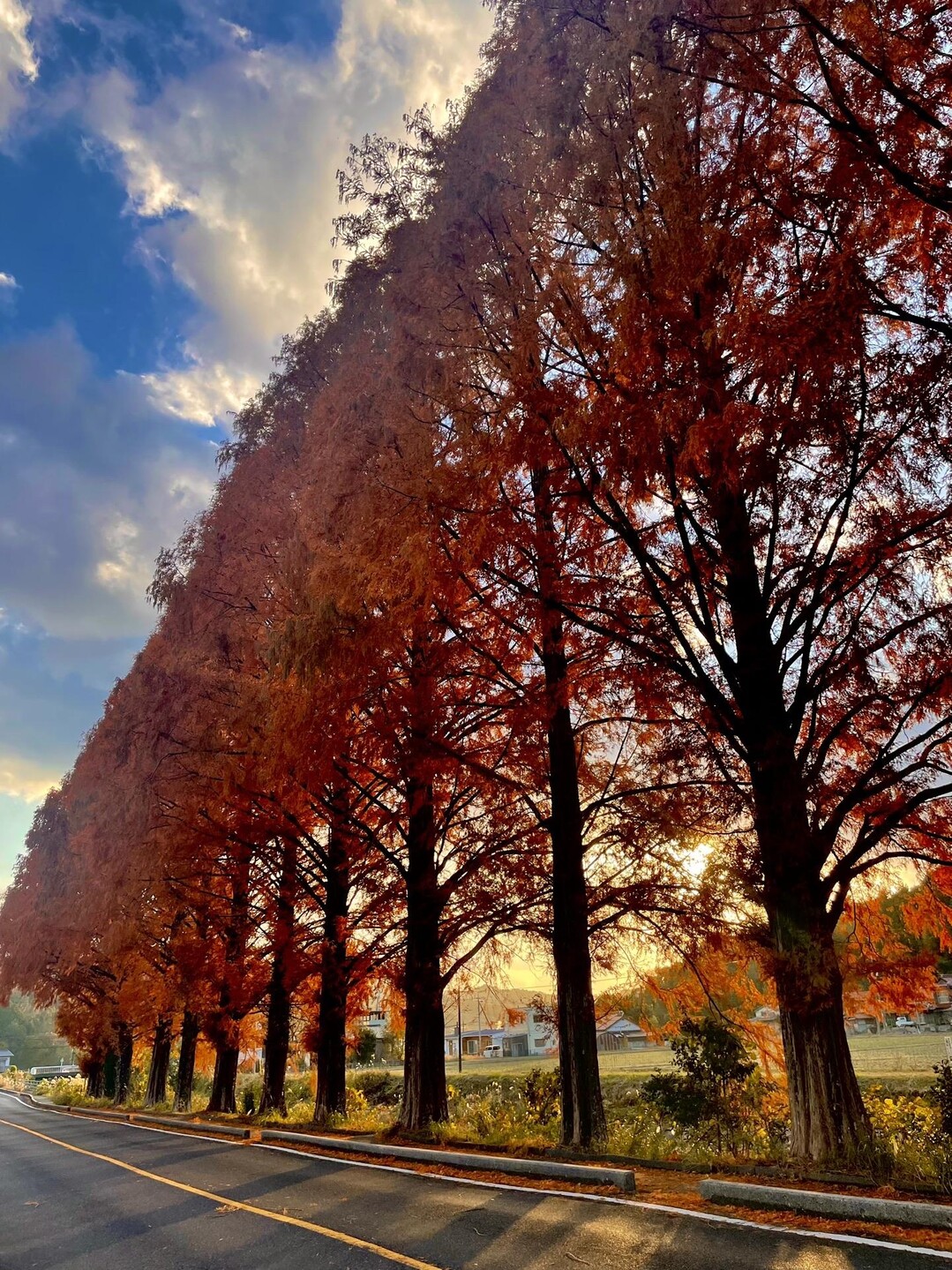 メタセコイア並木🧡② / Kei707さんのモーメント | YAMAP / ヤマップ