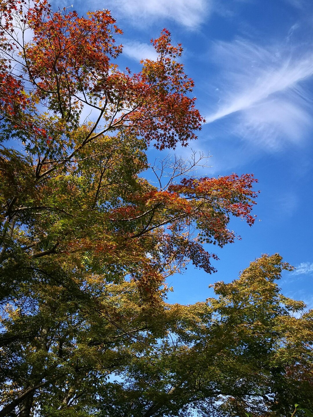 荒神山🎶 / yoyoさんの登山の活動データ | YAMAP / ヤマップ