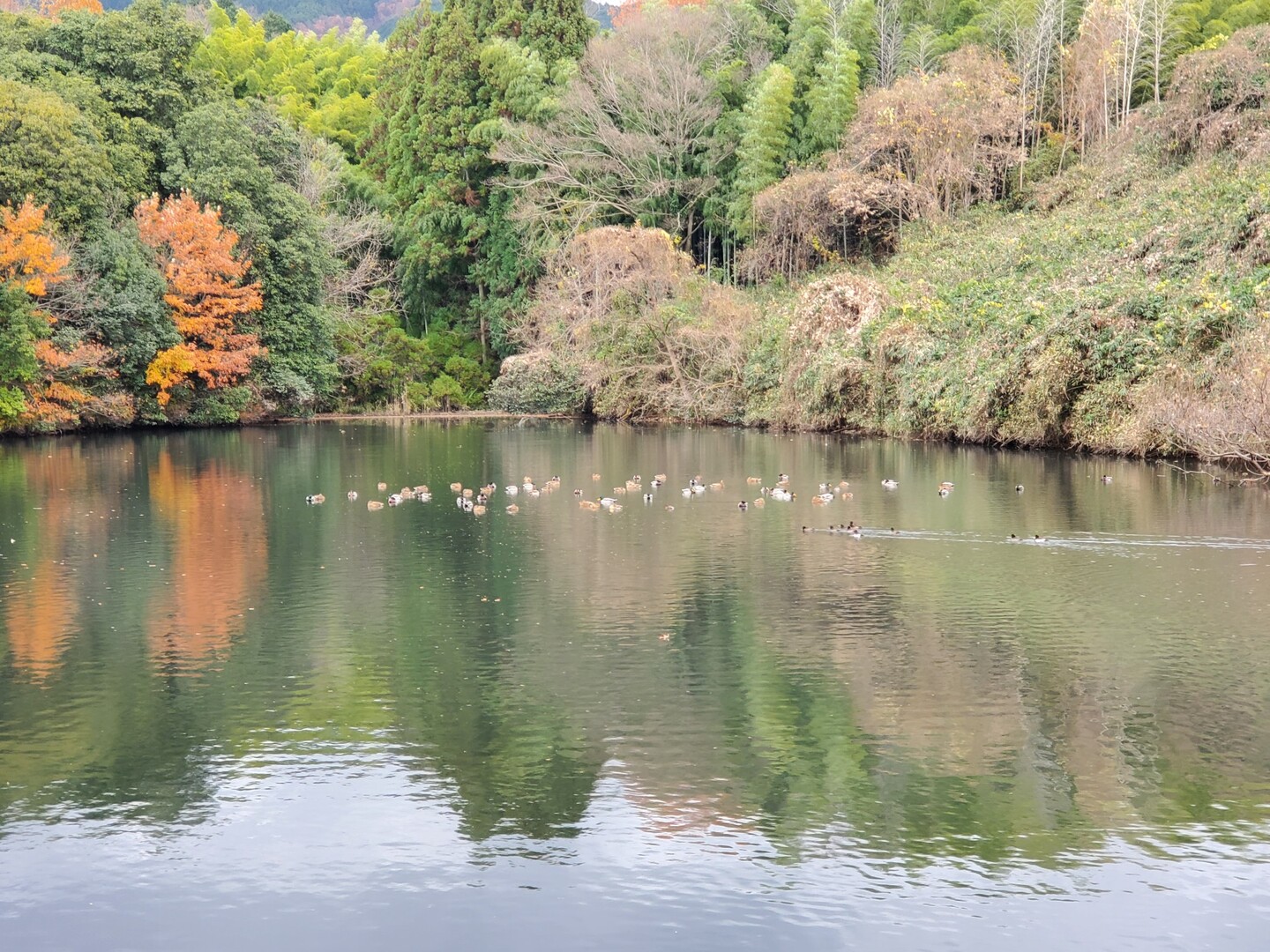 龍王山 / t.rさんの三輪山・巻向山・龍王山の活動データ | YAMAP / ヤマップ