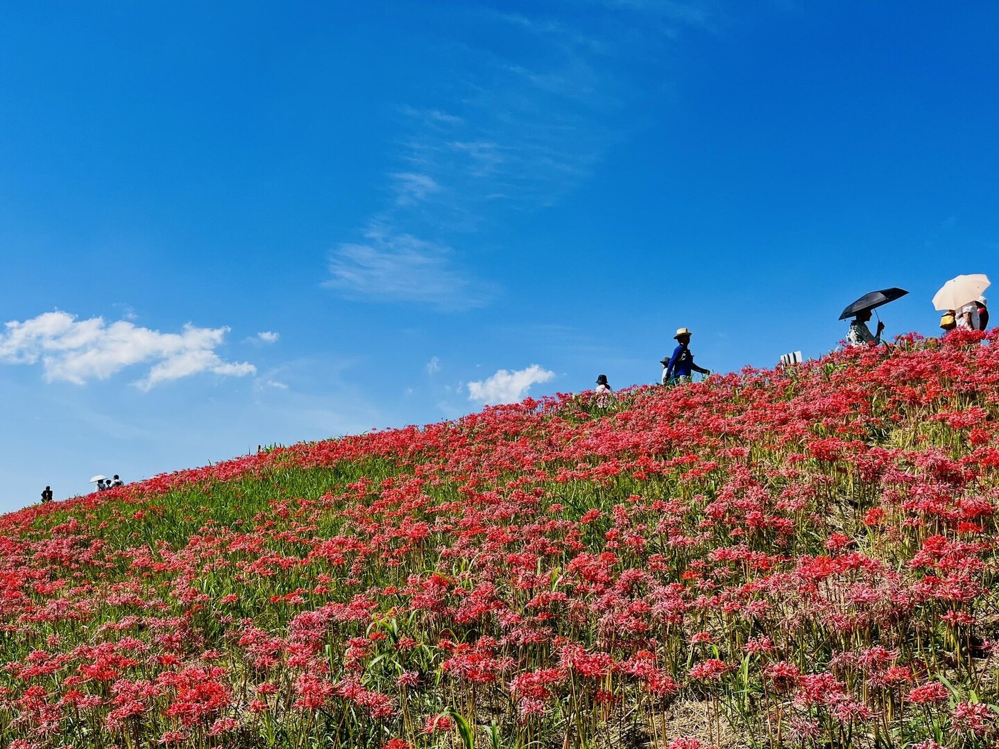 今日は有休をもらって稗田川のリコリス、矢... / Naoko（おこ)🥾さんのモーメント | YAMAP / ヤマップ