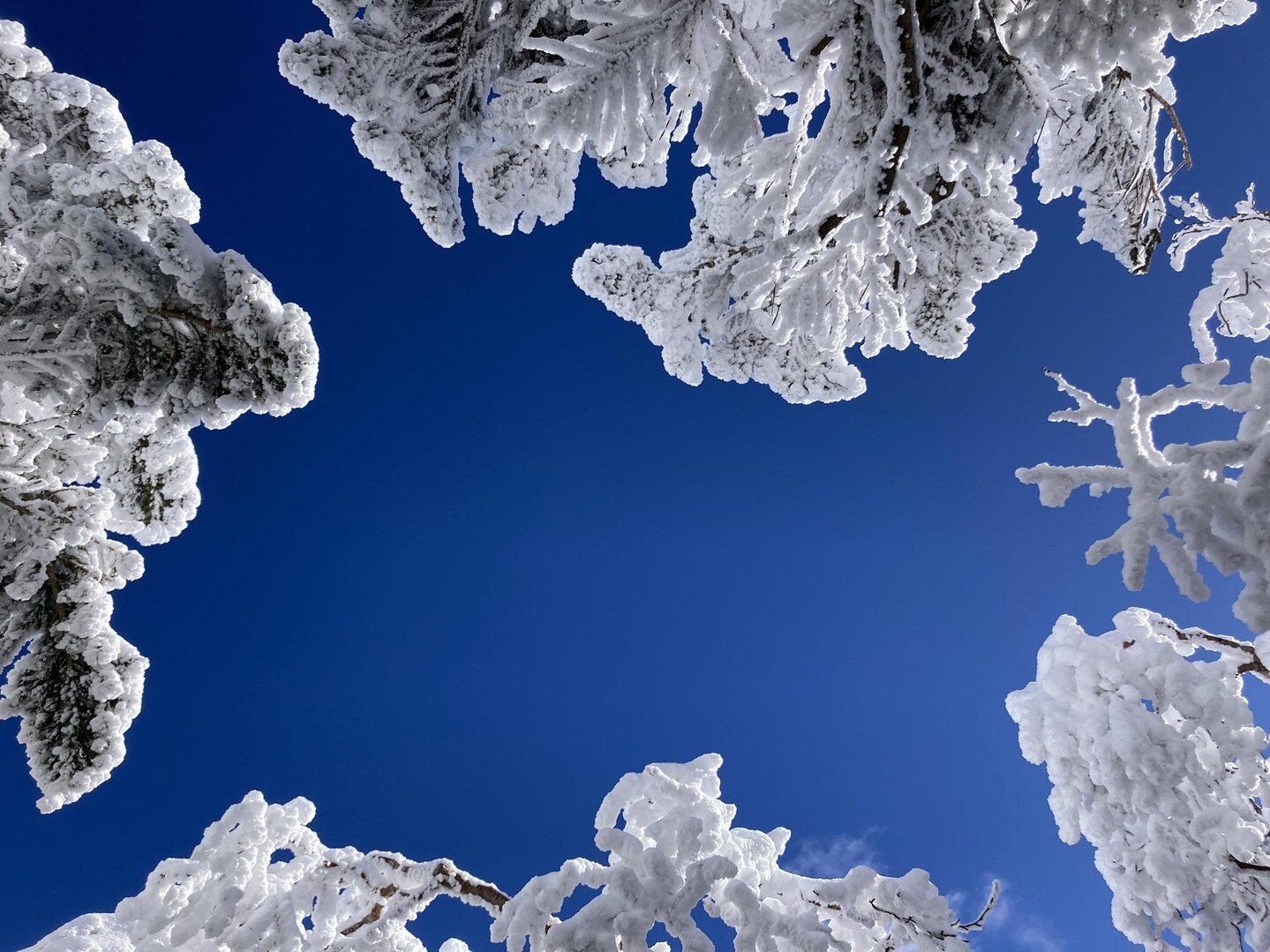 あけまして北横岳 / KYOSOさんの蓼科山・横岳・縞枯山の活動データ | YAMAP / ヤマップ