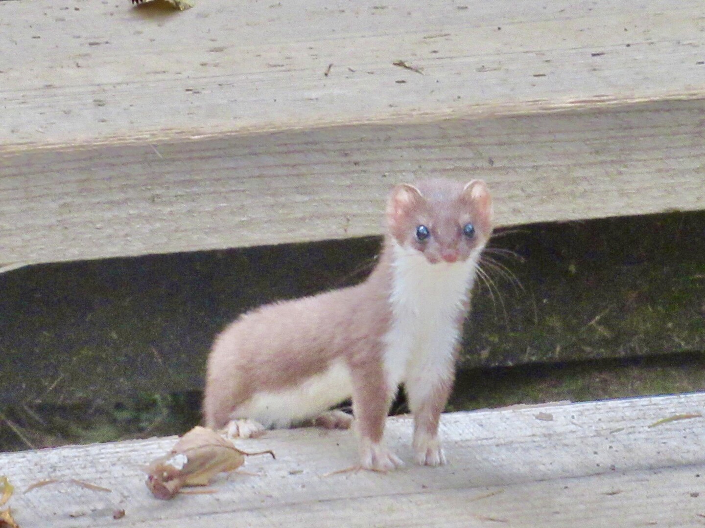 オコジョに、出会ったぁ💥入笠山 / Kazu.Muさんの入笠山の活動日記 | YAMAP / ヤマップ