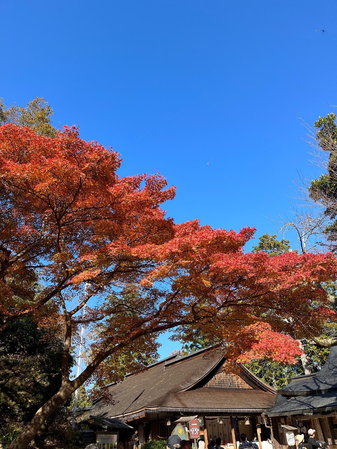 吉野山 / moko_sさんの吉野山・青根ヶ峰・百貝岳の活動データ | YAMAP / ヤマップ